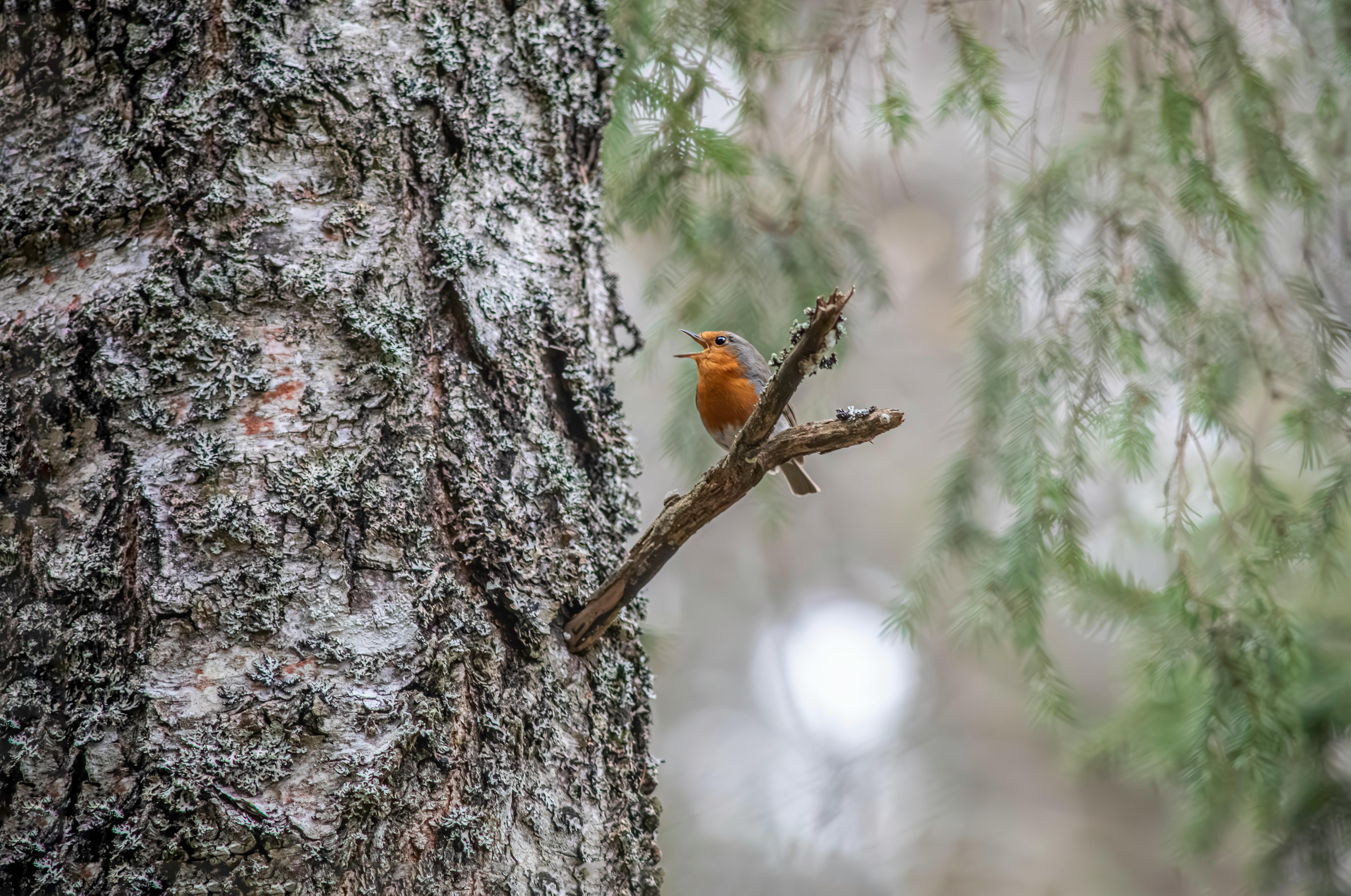European Robin on Tree · Free Stock Photo