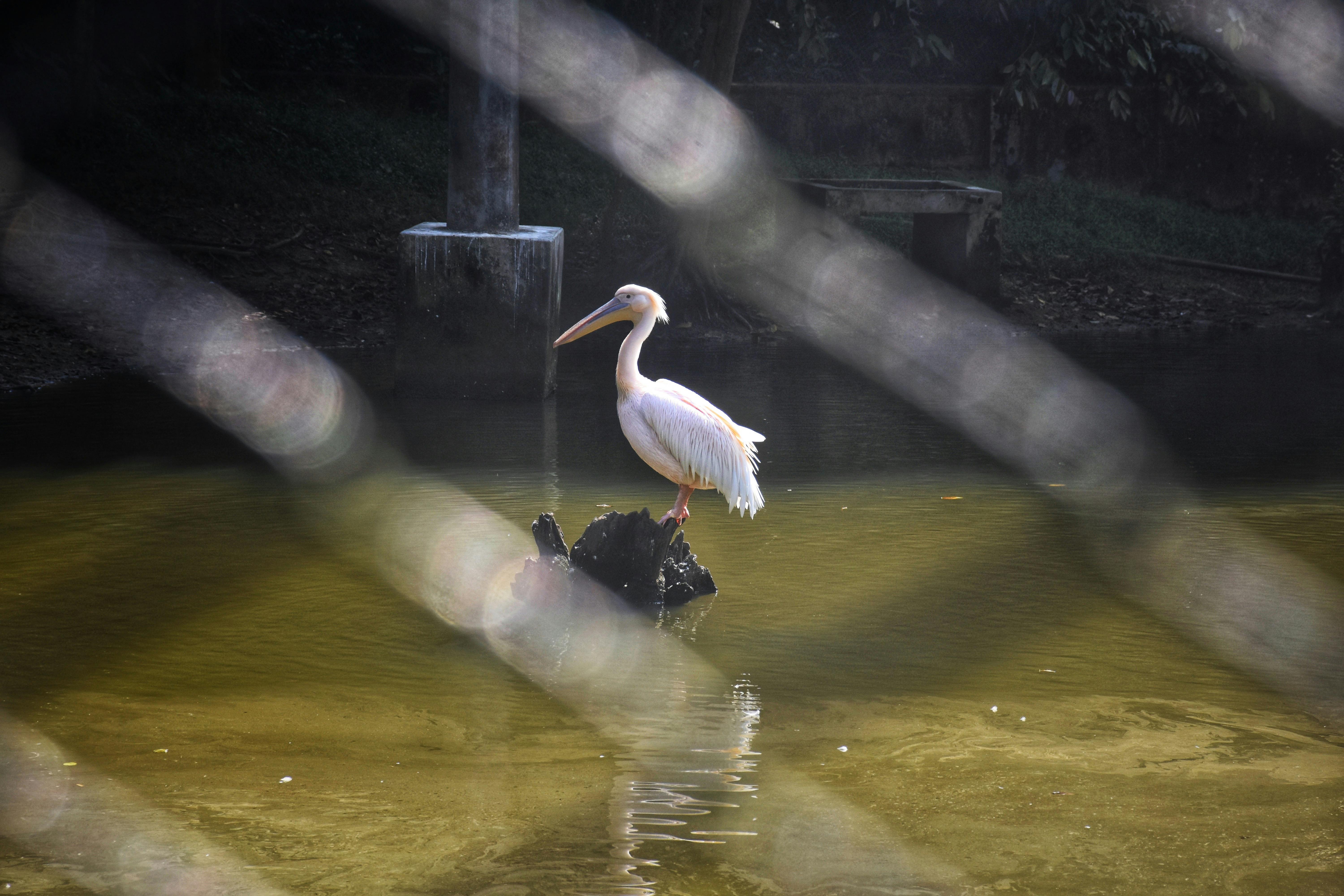 Tema De Zoo Photos, Download The BEST Free Tema De Zoo Stock Photos ...