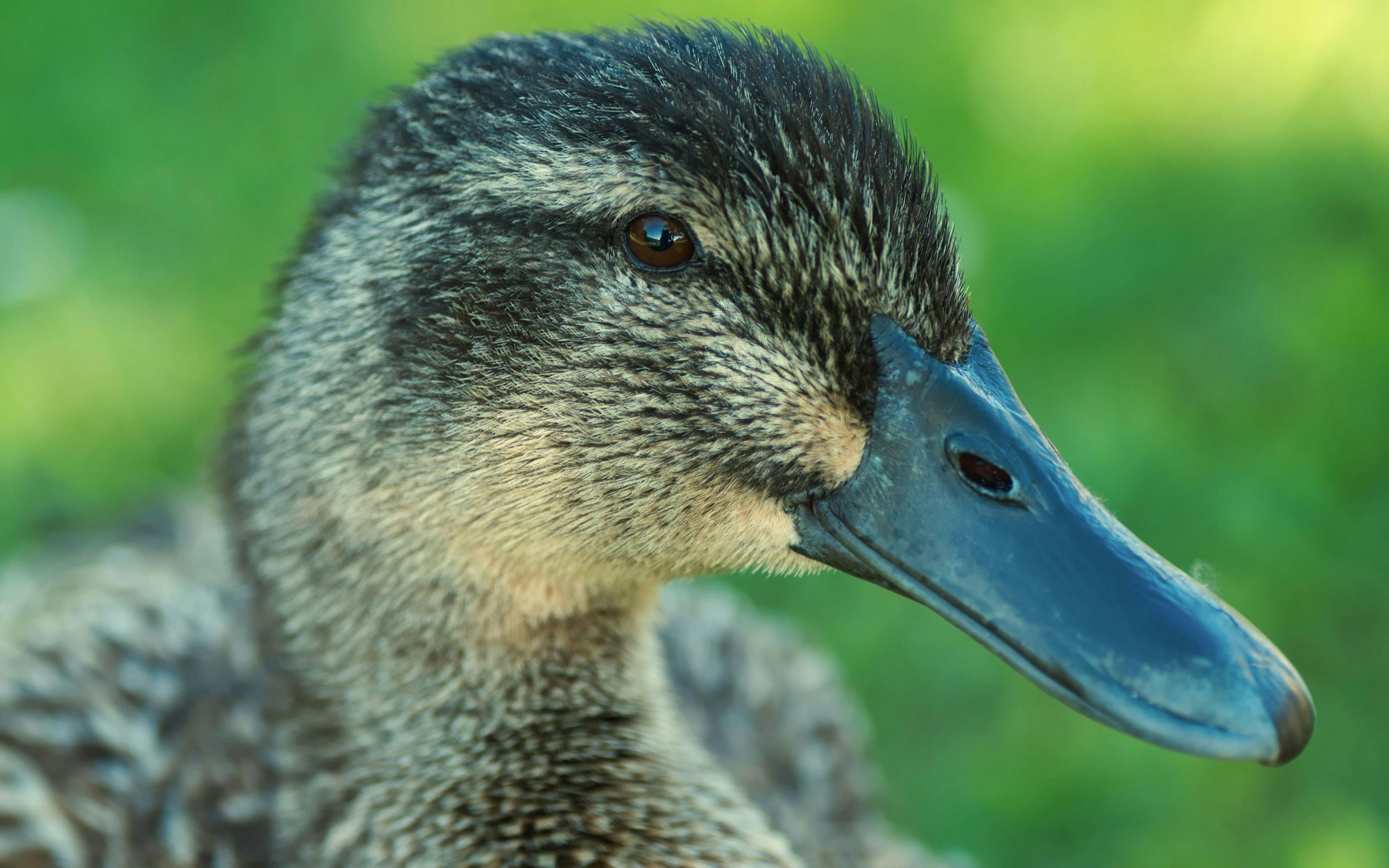 Head of Duck · Free Stock Photo