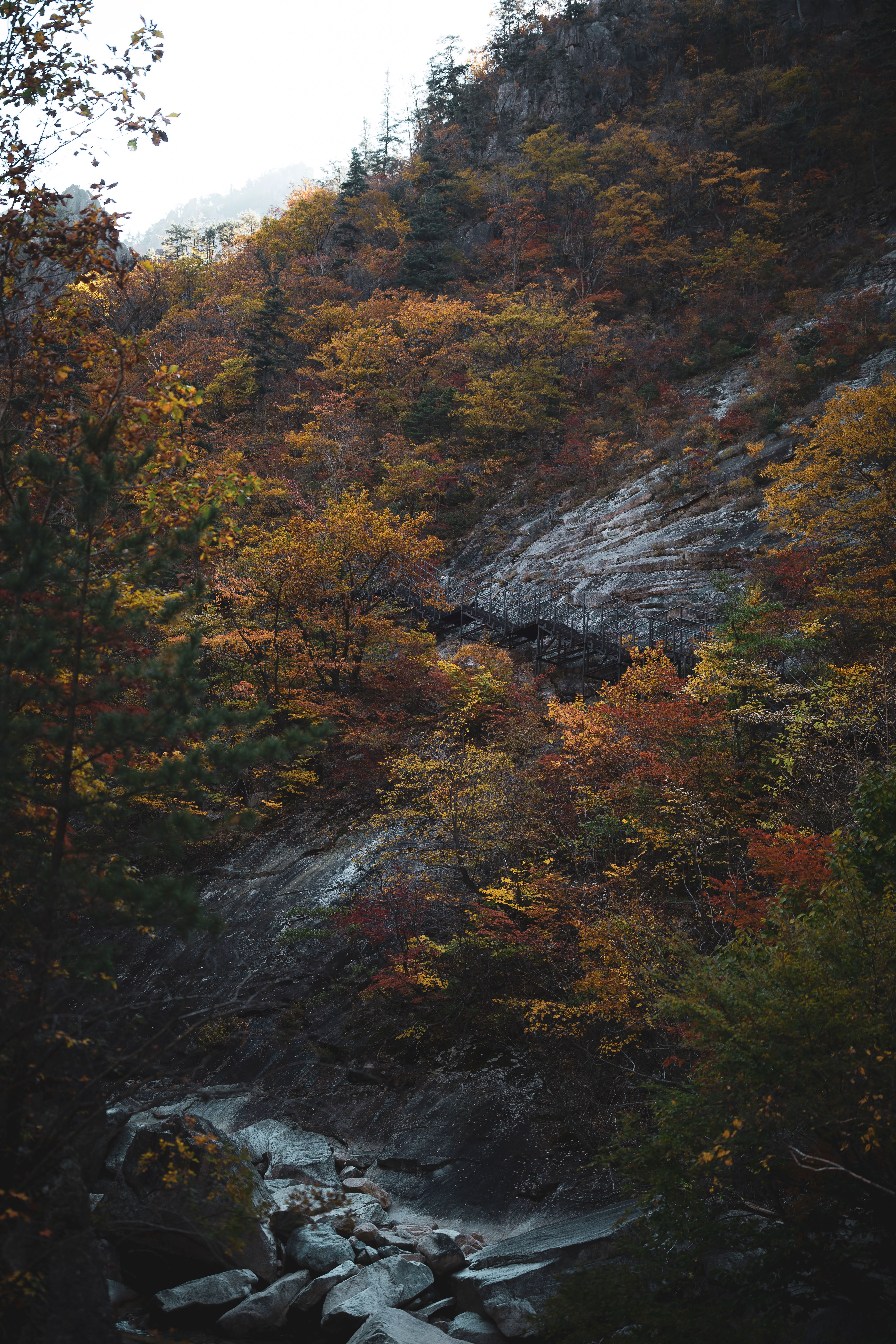 Autumn Trees on the Rocky Mountainside · Free Stock Photo