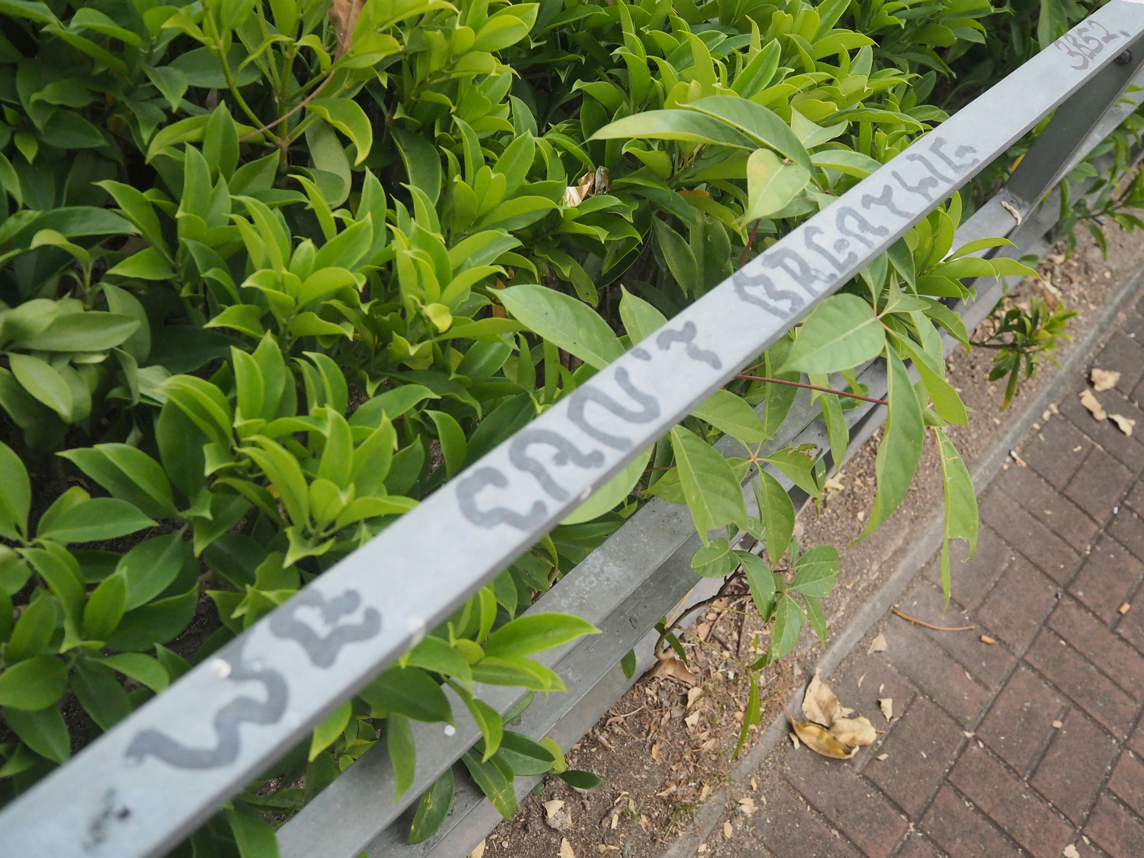 terry narcissan tsui - 사진