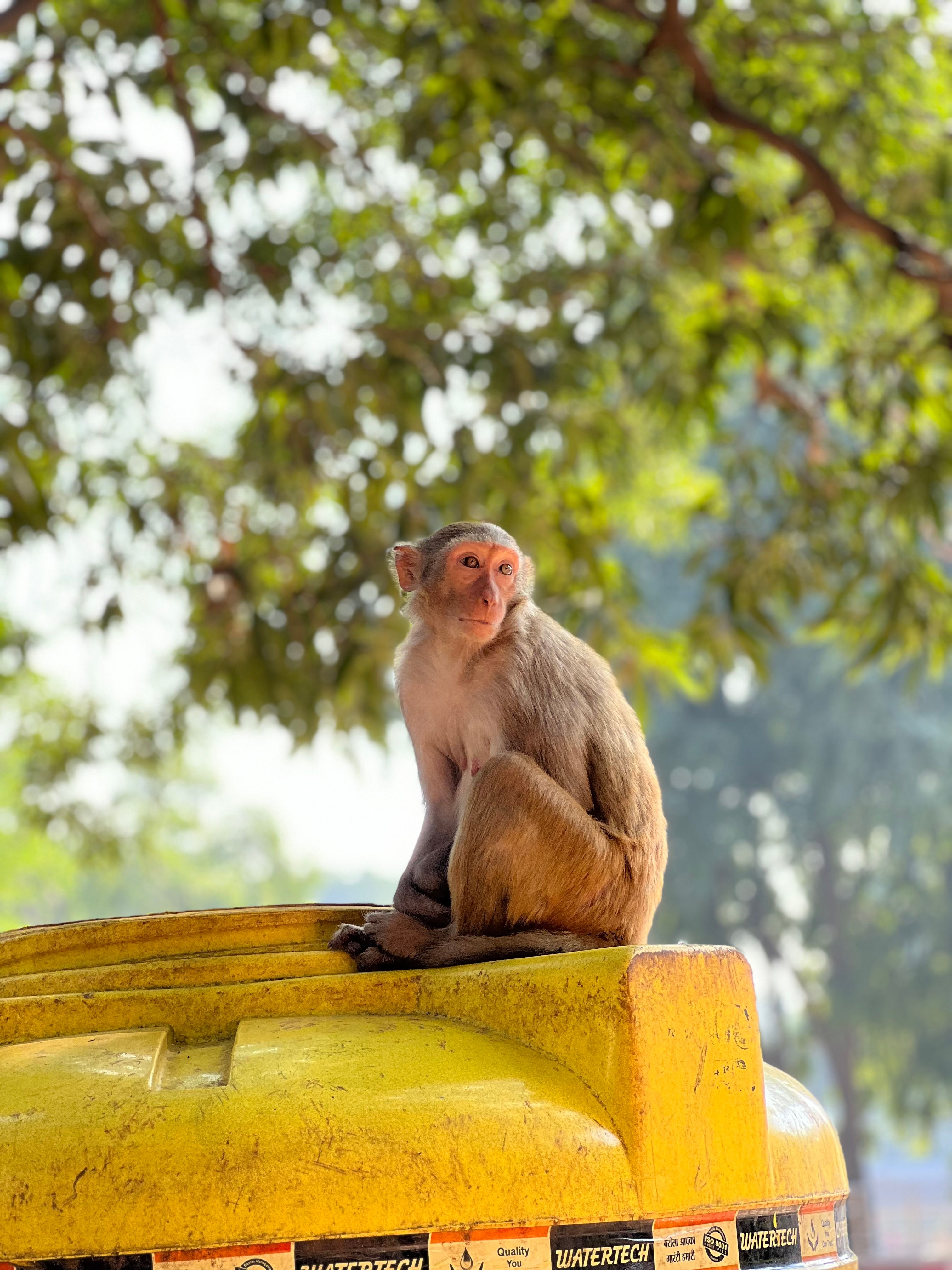 Macaque Photos, Download The BEST Free Macaque Stock Photos & HD Images