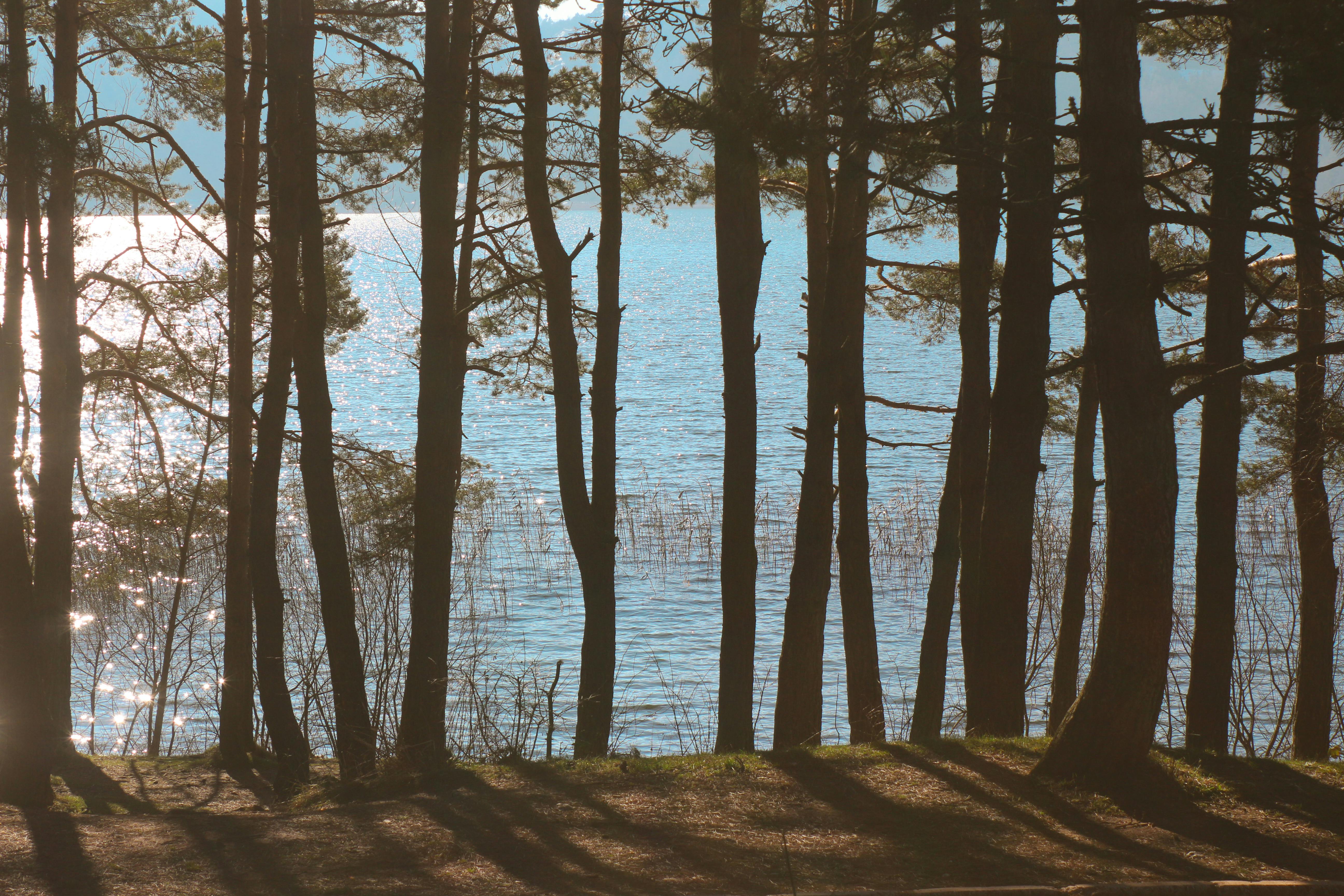 Trees Growing along River · Free Stock Photo