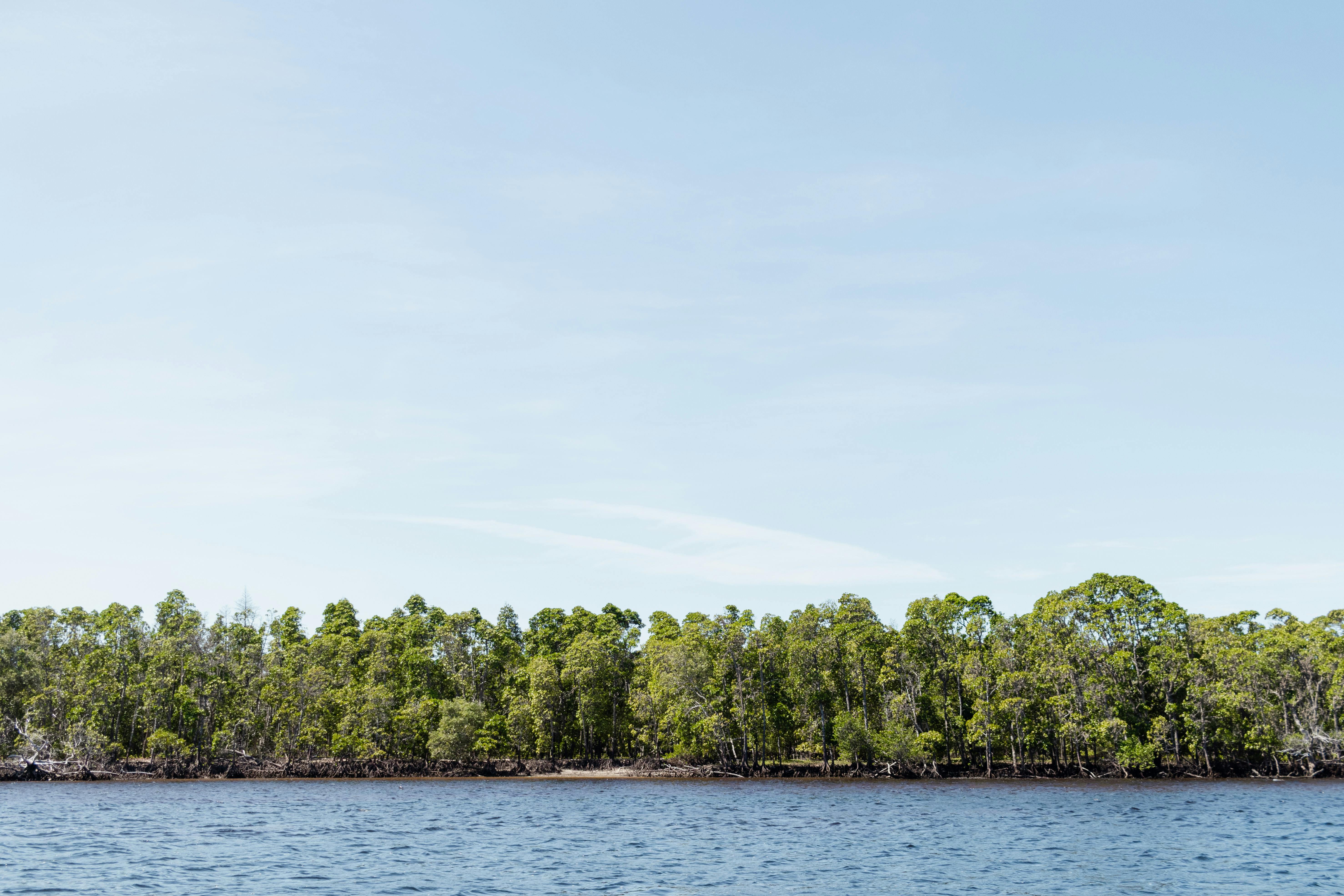 Tree Growing Over the River · Free Stock Photo