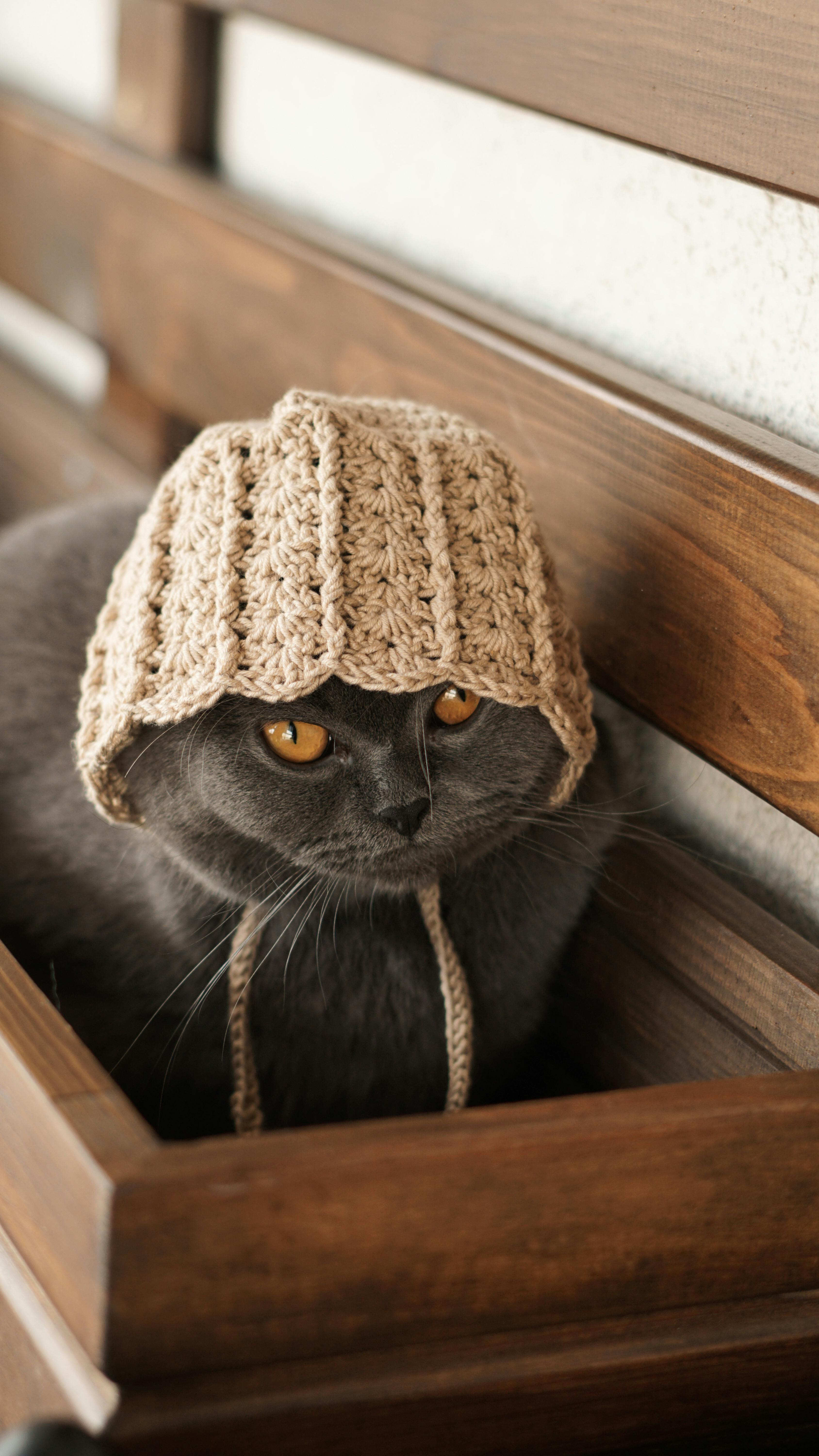 Cute Cat in Knit Cap · Free Stock Photo