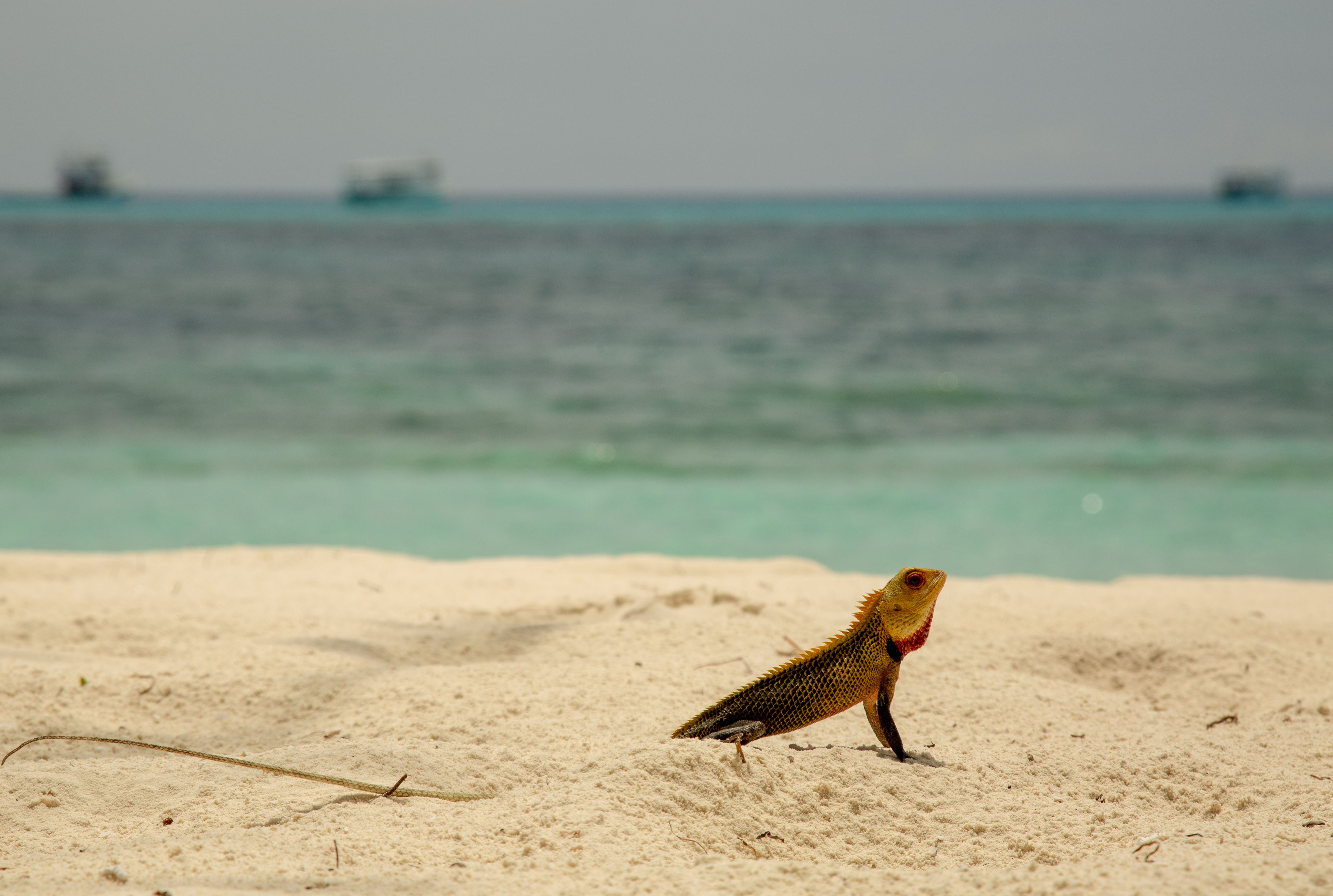 Lizard Sitting on Sand on Seashore · Free Stock Photo