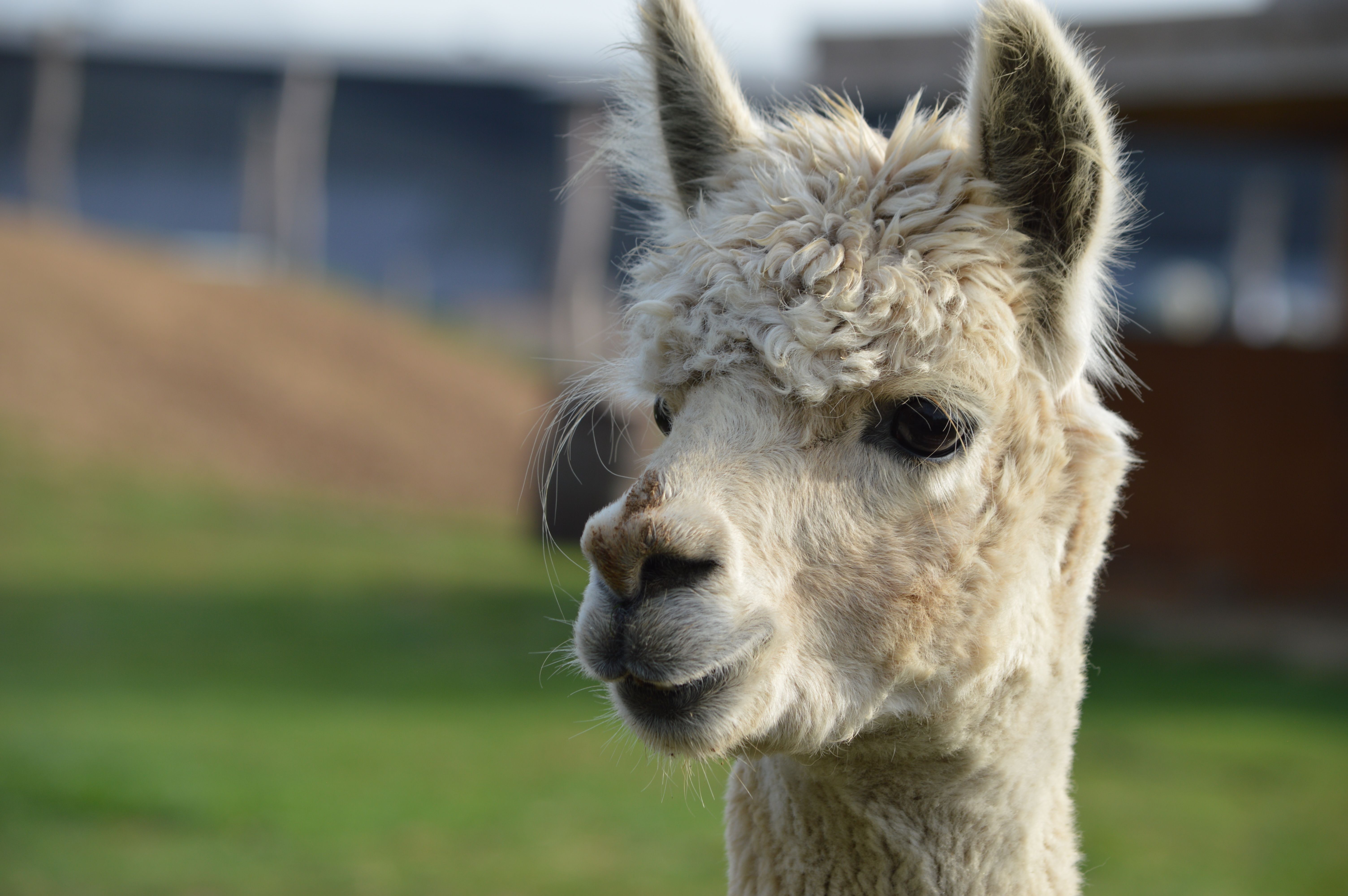 Portrait of an Alpaca · Free Stock Photo