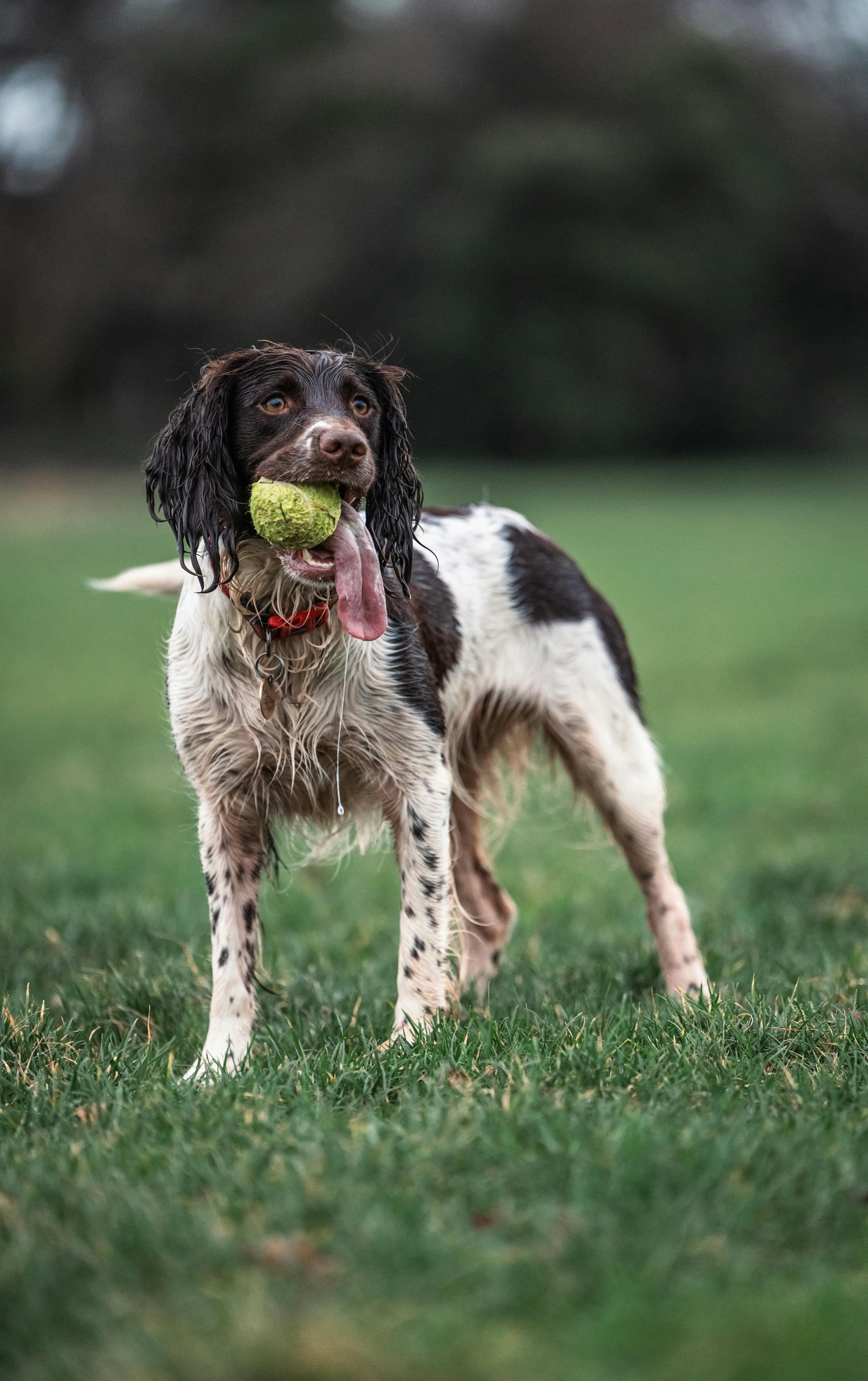 Dog Springer Spaniel Photos, Download The BEST Free Dog Springer ...