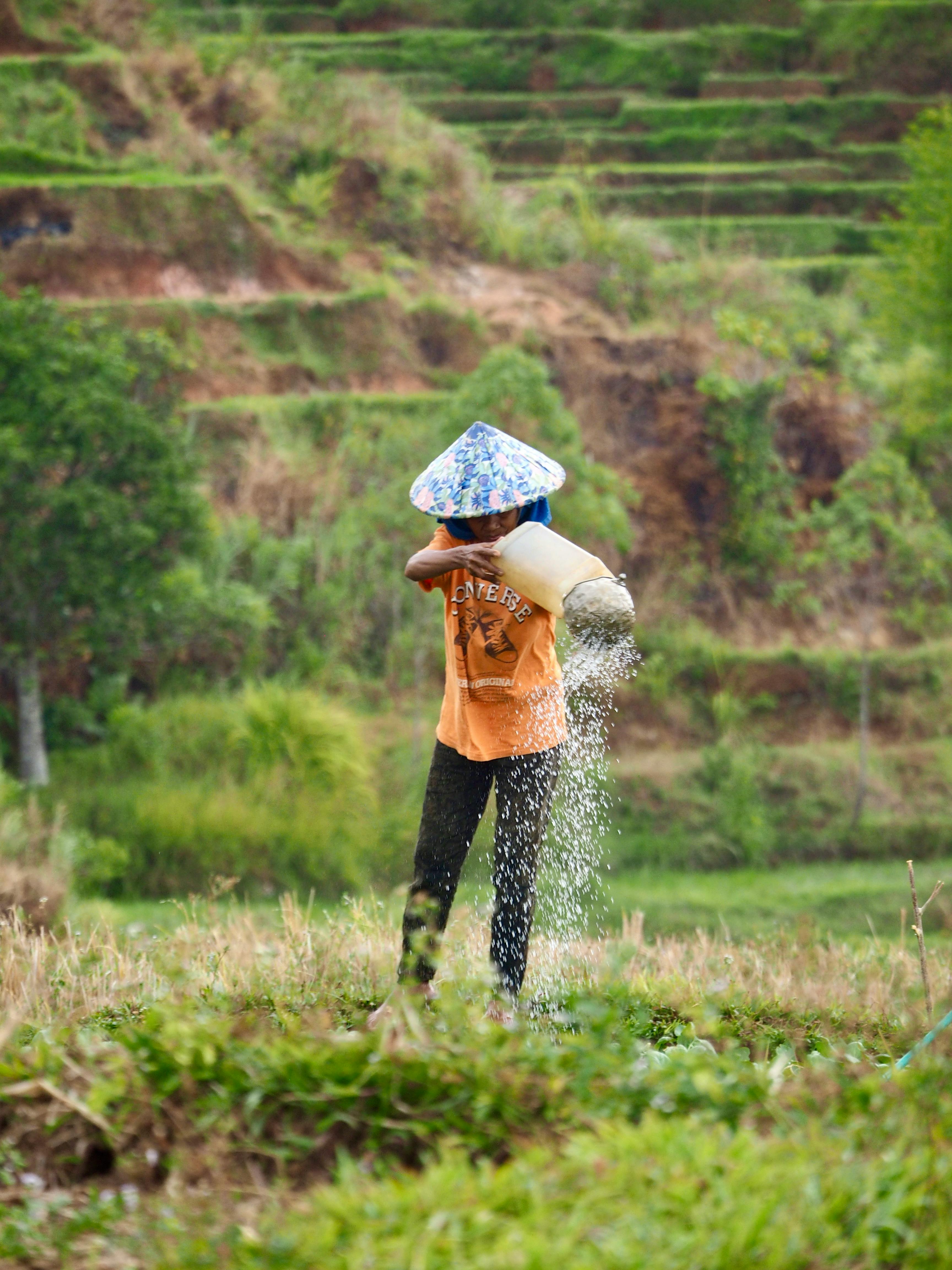 Person Sowing Rice in a Field · Free Stock Photo