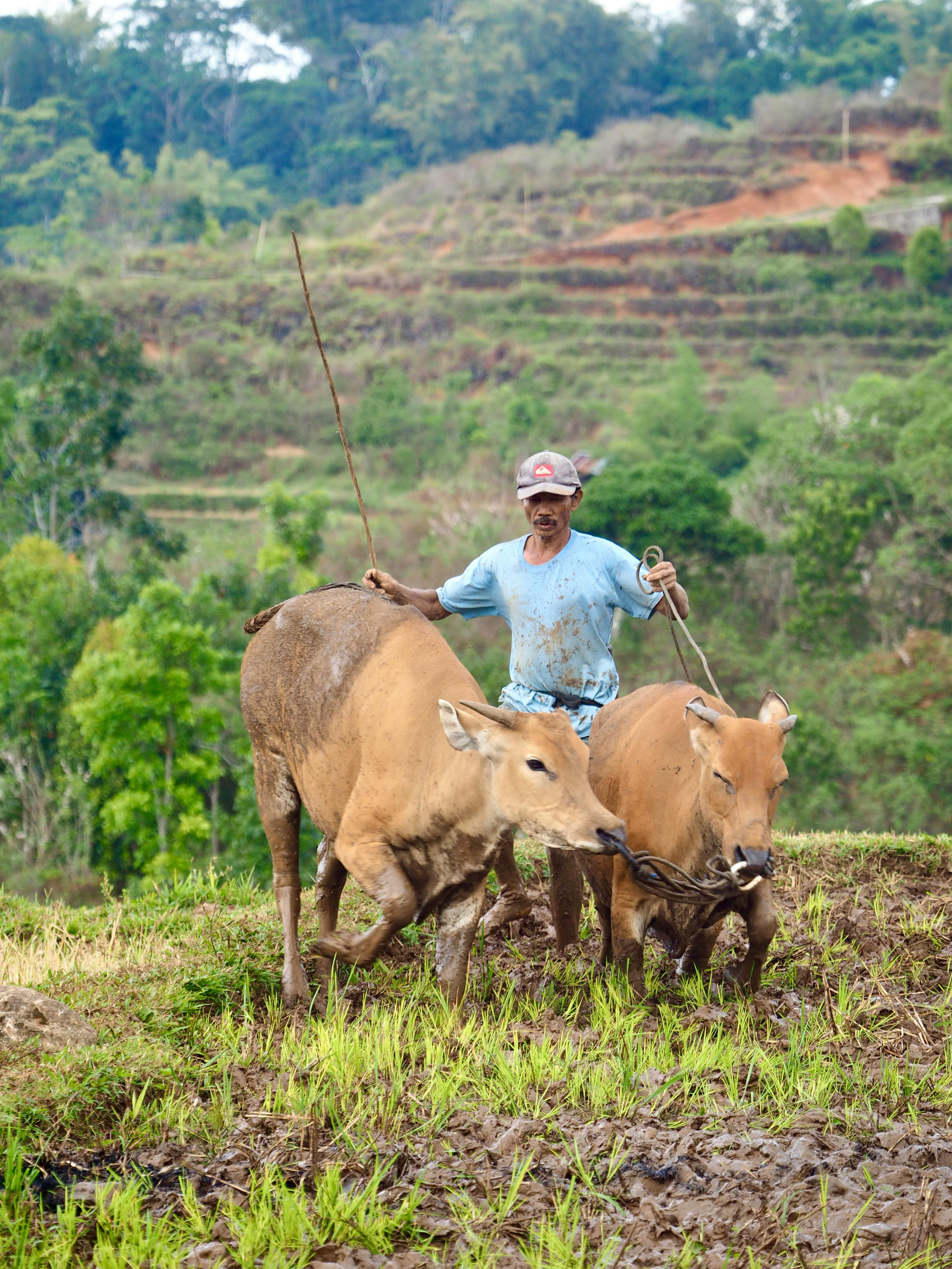 Man with Cows on a Field · Free Stock Photo