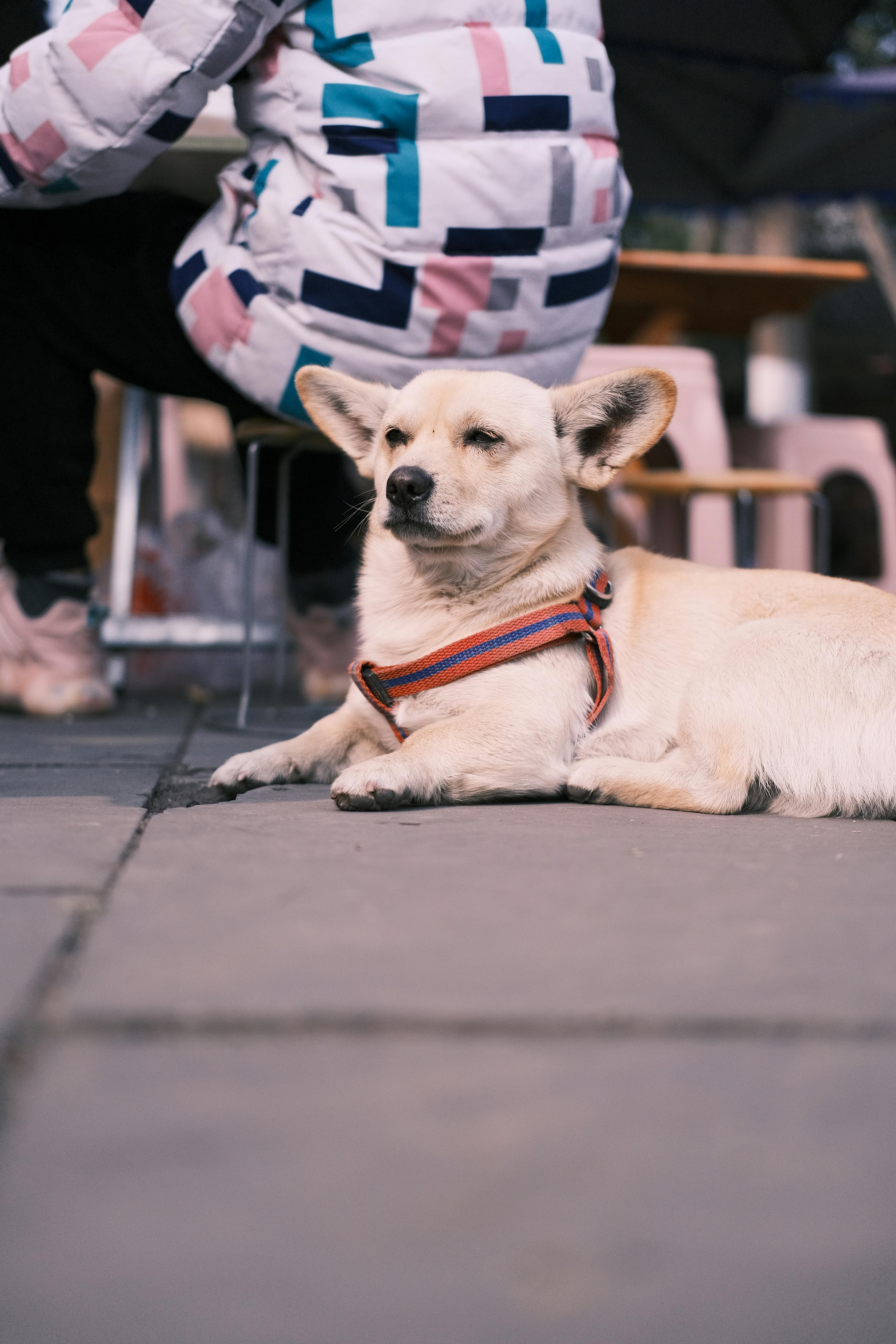 Haski Dog Photos, Download The BEST Free Haski Dog Stock Photos & HD Images