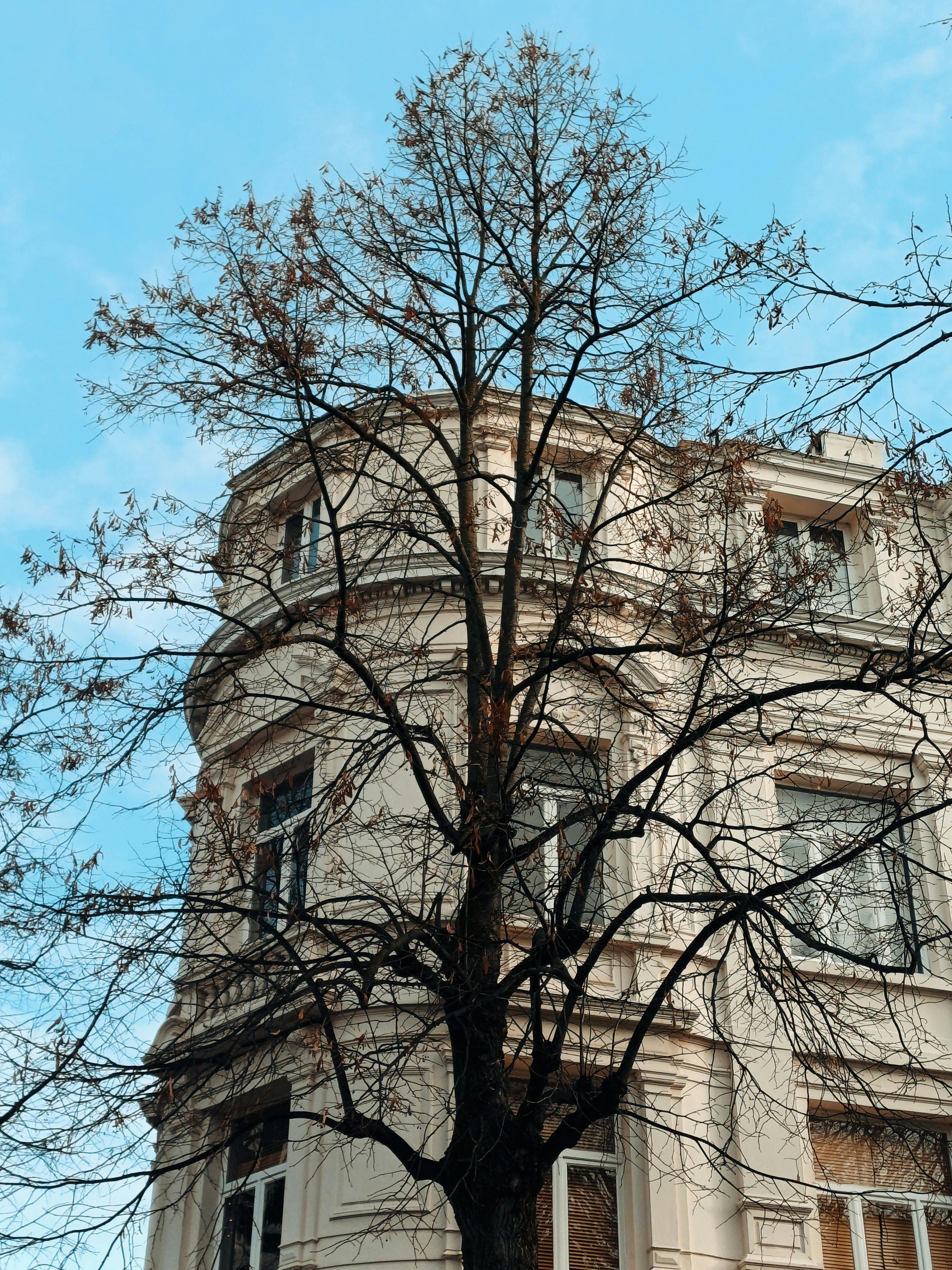 Tree and Building behind · Free Stock Photo