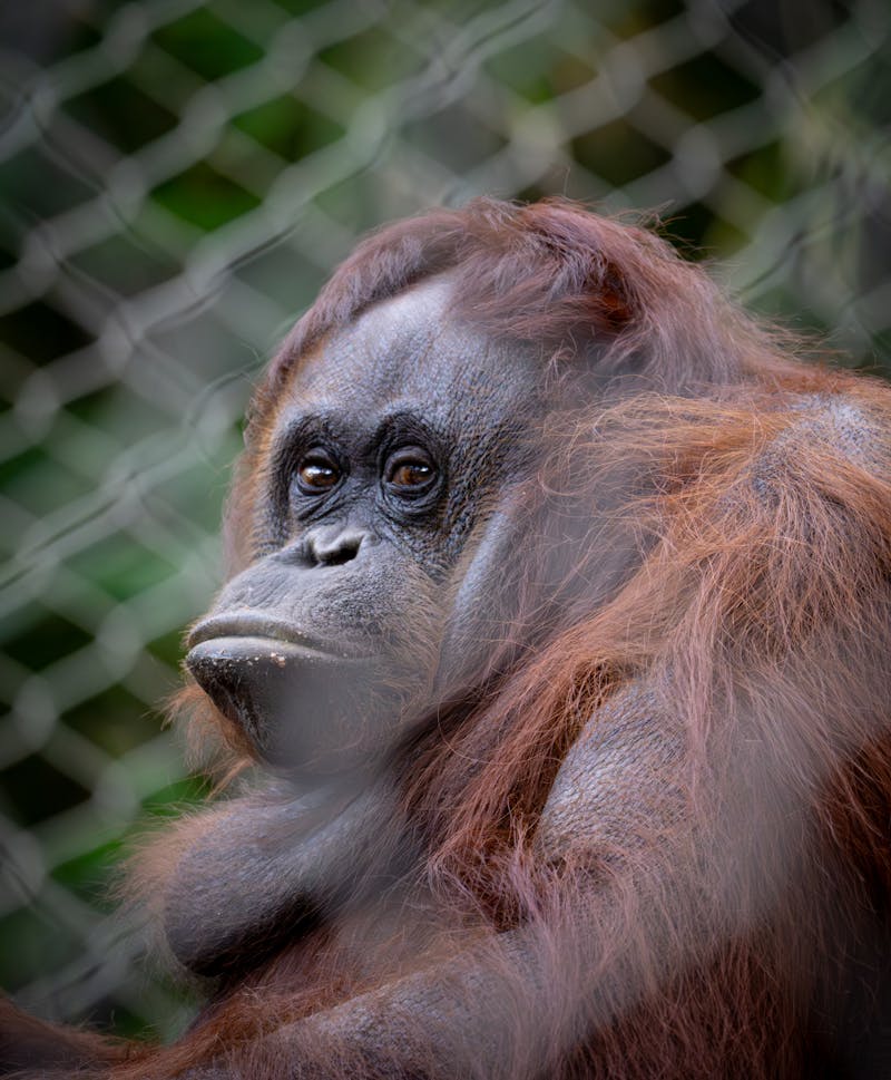 Zoo Portrait Photos, Download The BEST Free Zoo Portrait Stock Photos ...