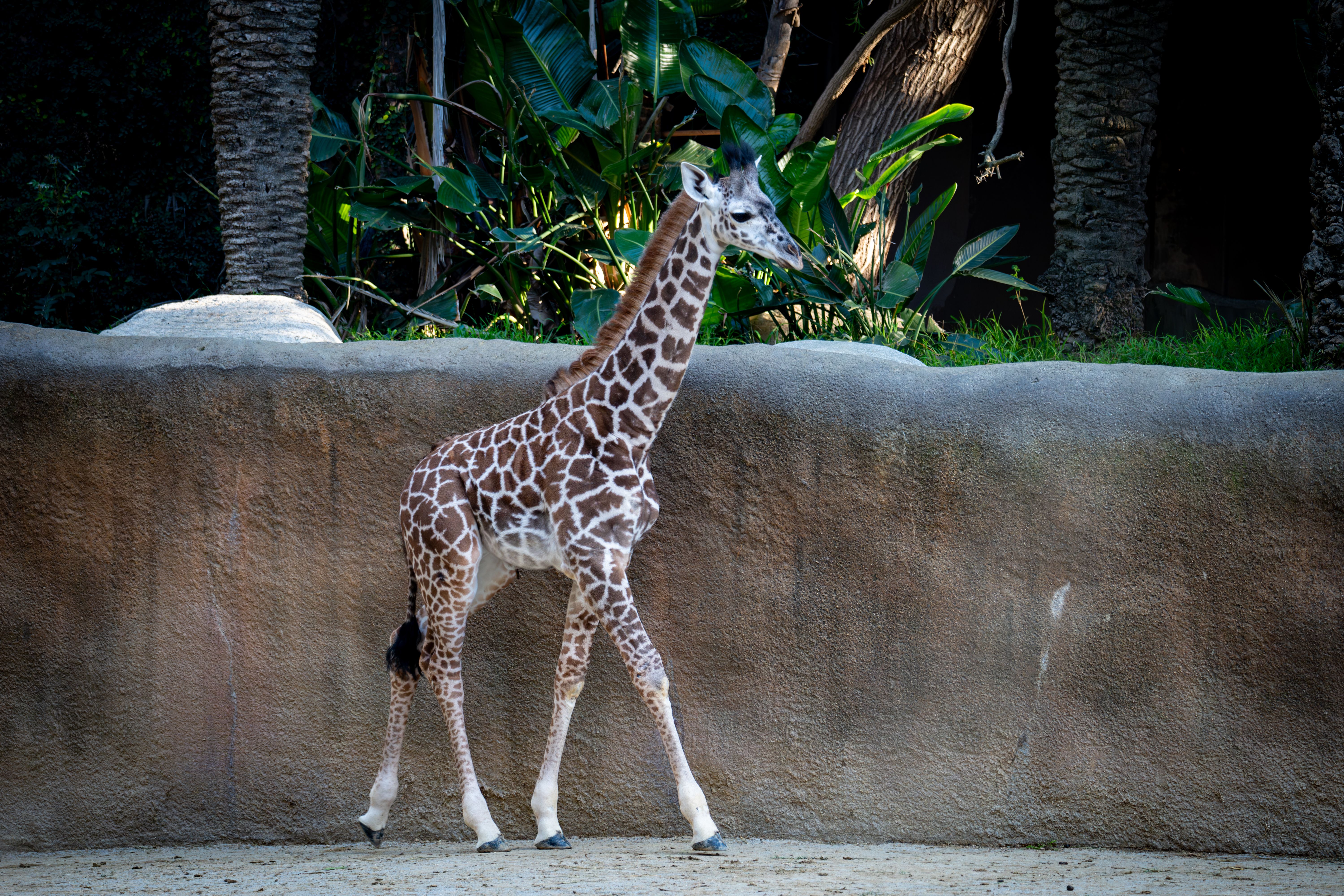 Baby Giraffe · Free Stock Photo