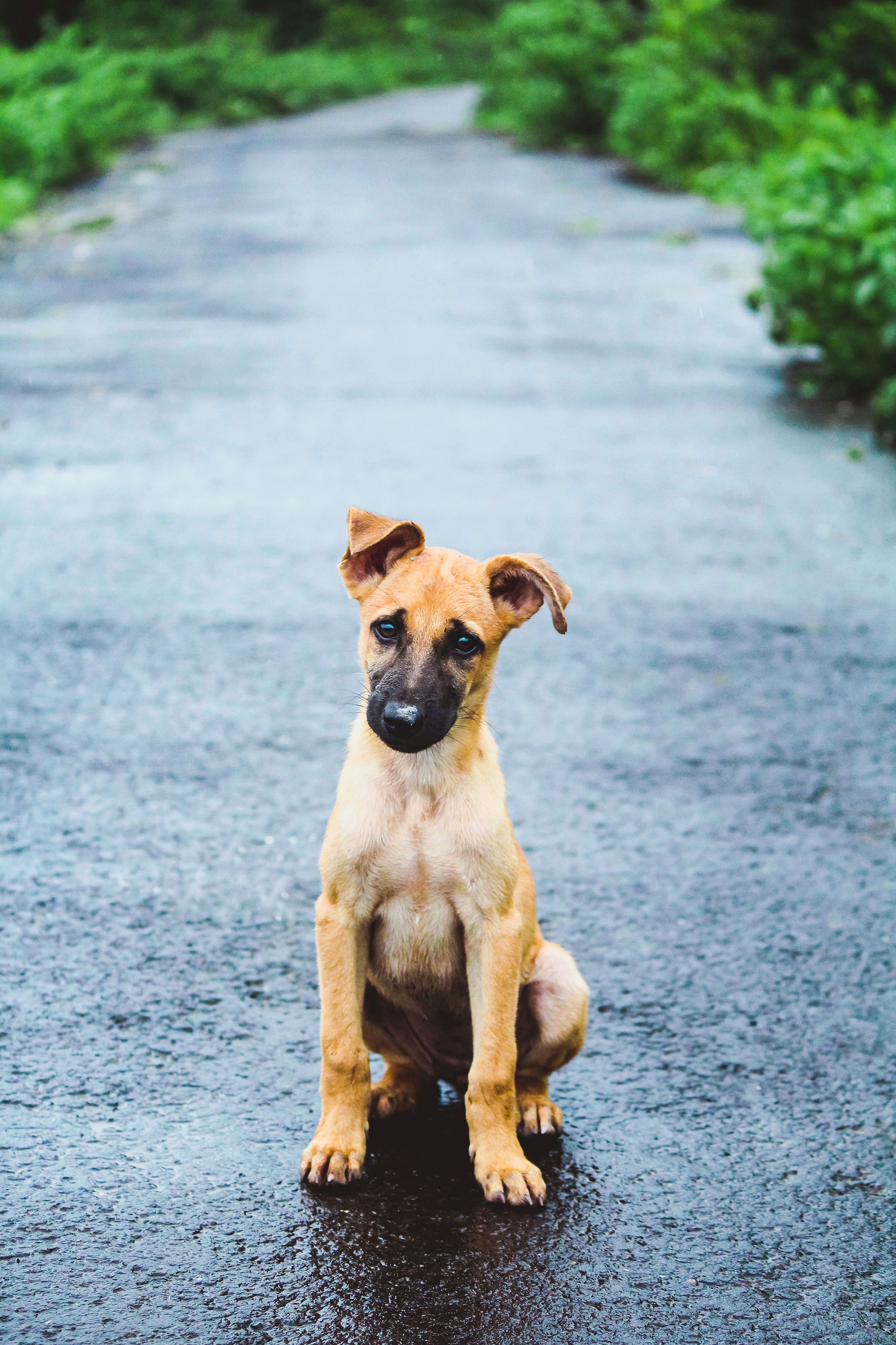 Puppy Dog Sitting on Road · Free Stock Photo