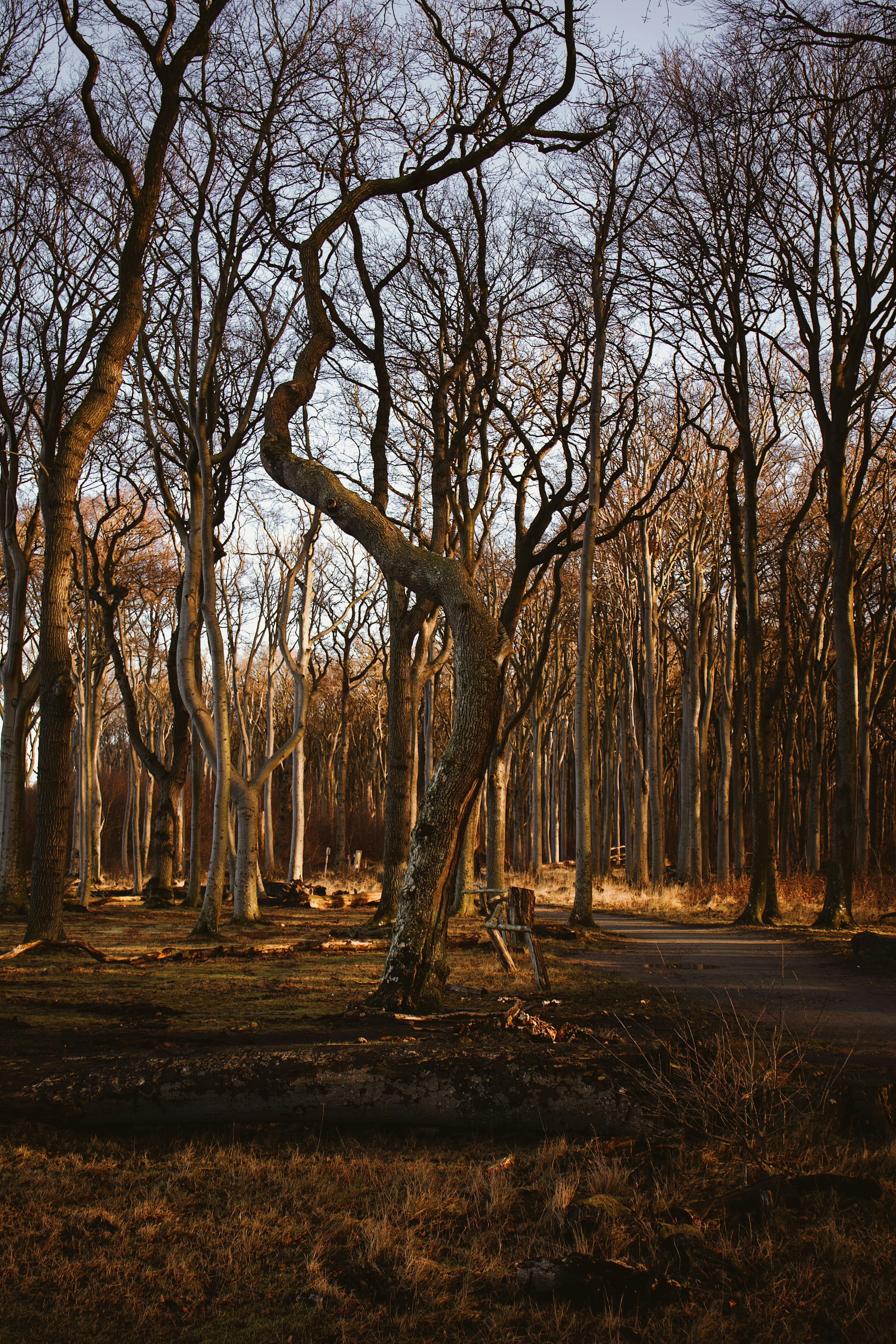 Bare, Bent Trees in Forest · Free Stock Photo
