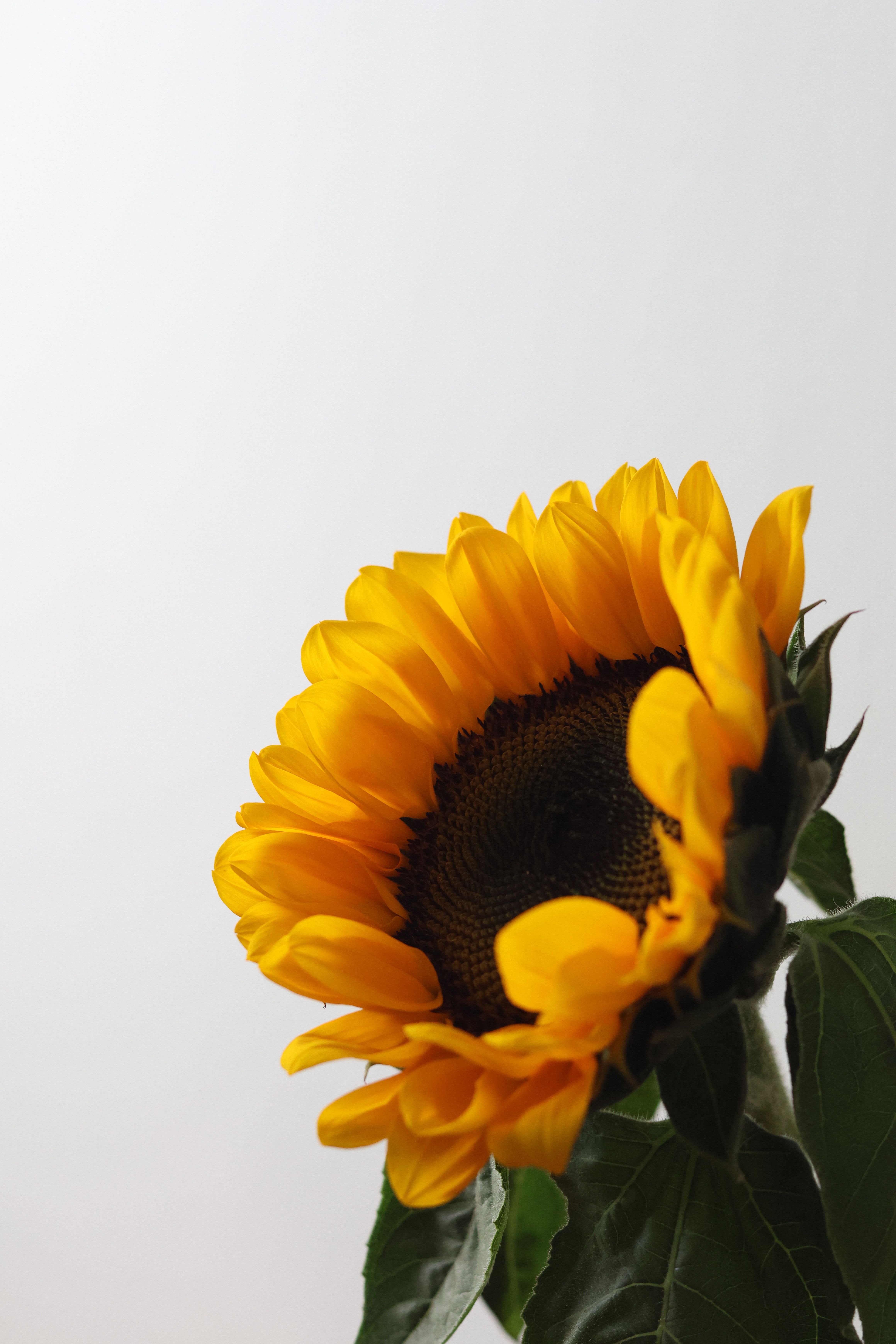 Large Flower Photos, Download The BEST Free Large Flower Stock Photos ...