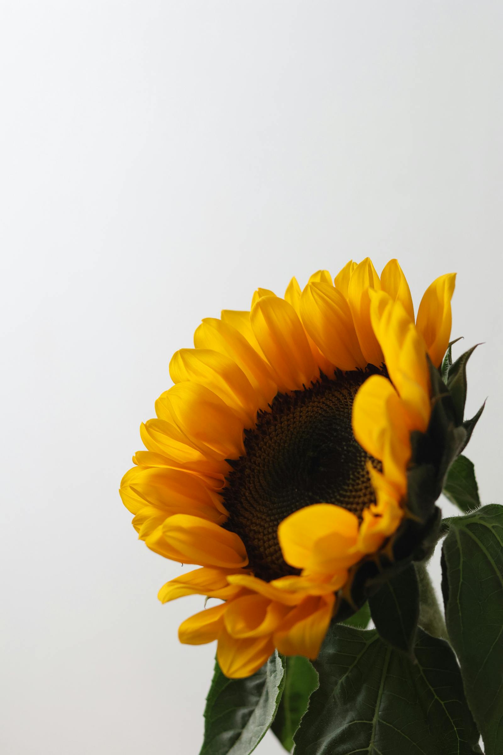 Large Flower Photos, Download The BEST Free Large Flower Stock Photos ...