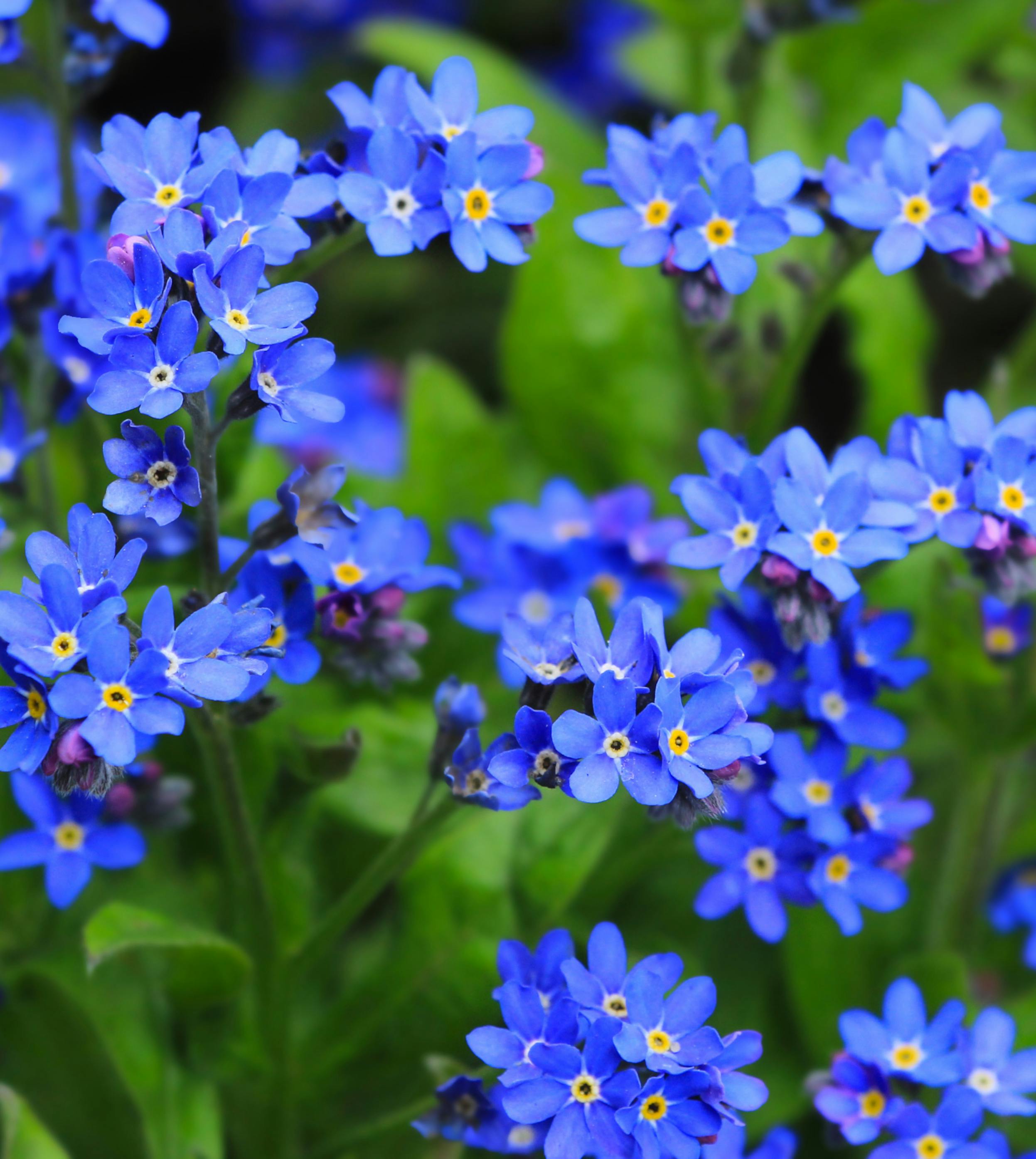 Selective Focus Photography of Blue-petaled Flowers · Free Stock Photo