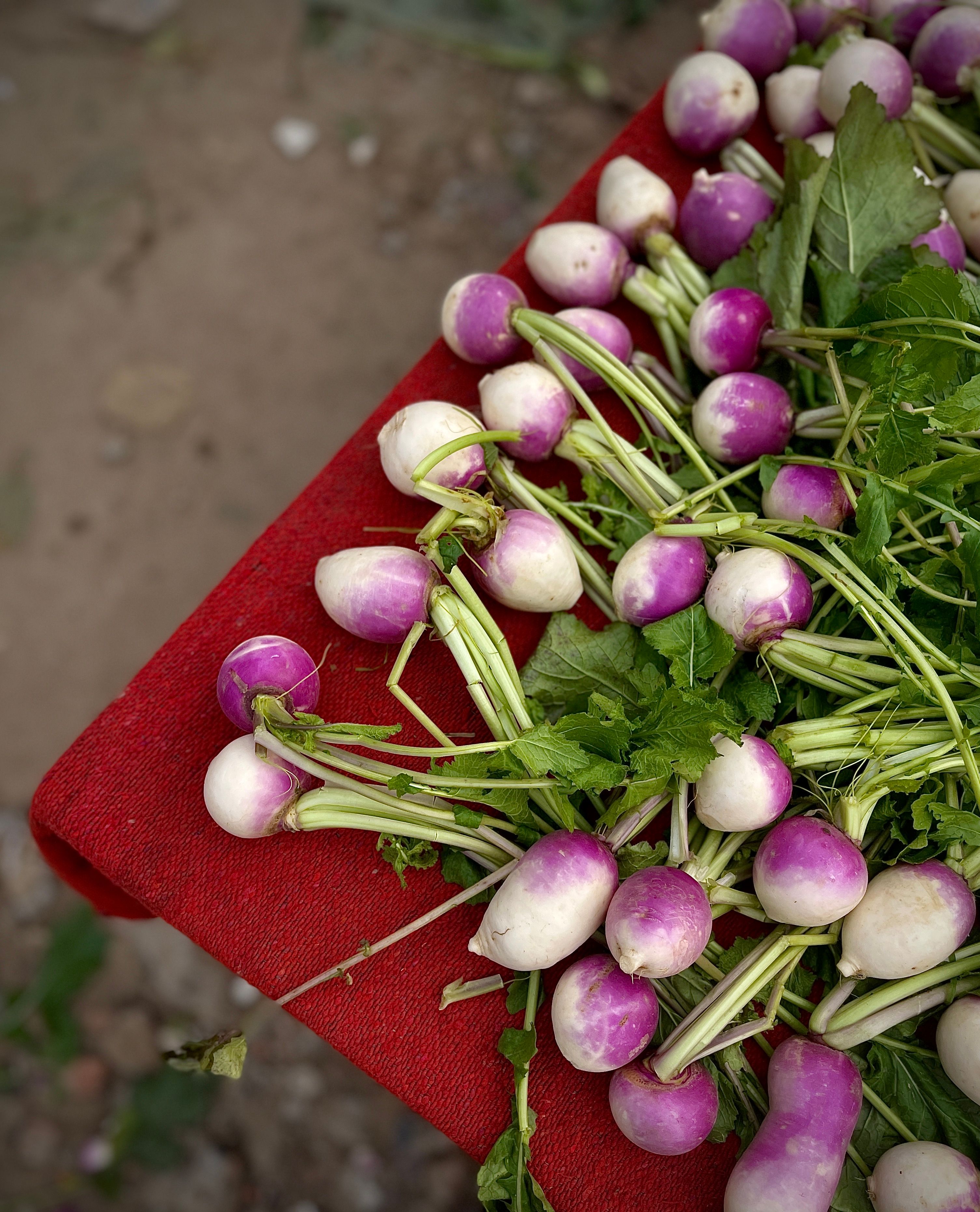 Turnip Close Up Photos, Download The BEST Free Turnip Close Up Stock ...