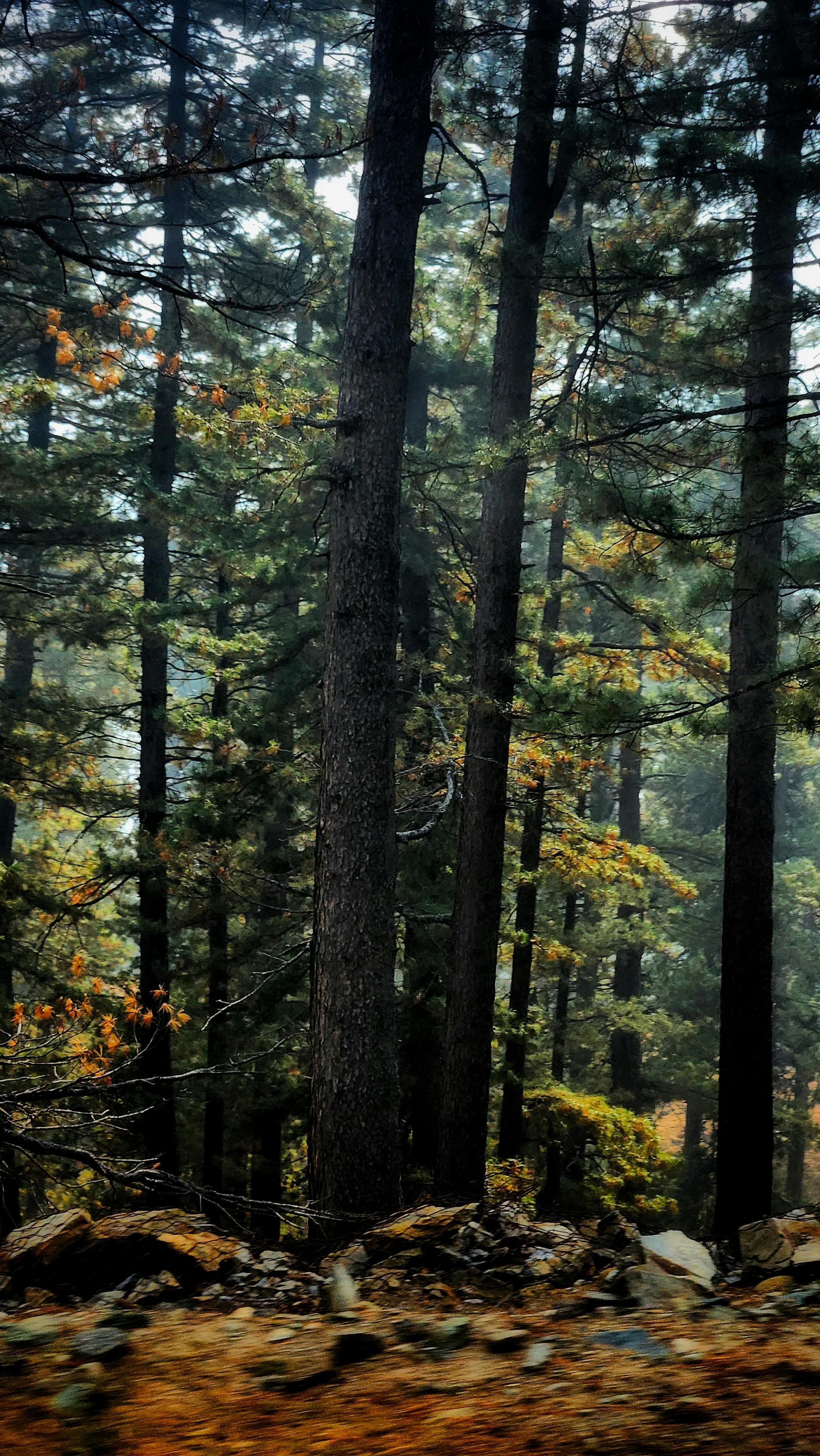 Tall Trees in Deep Forest · Free Stock Photo
