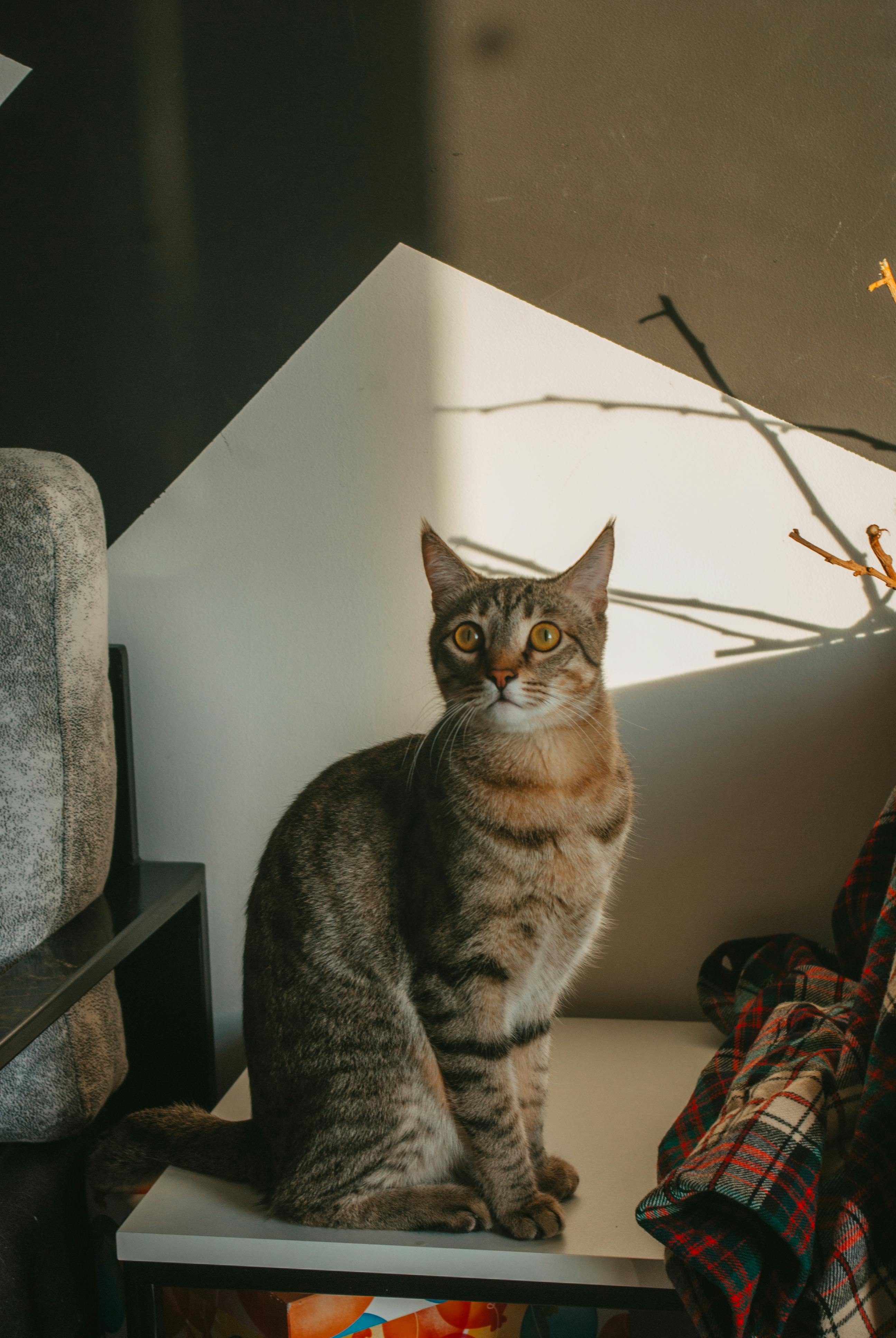 Vignette House Photos, Download The BEST Free Vignette House Stock ...