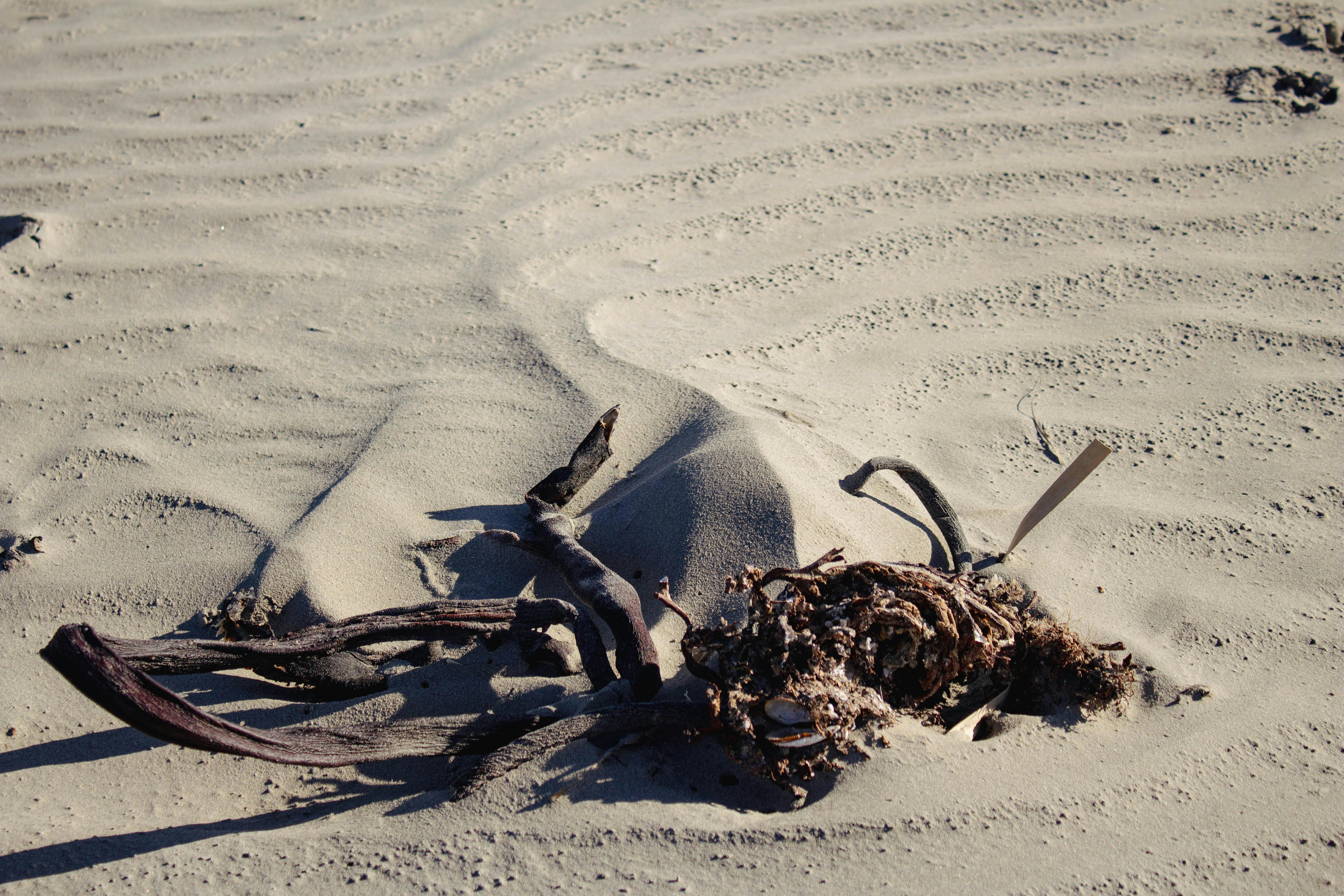 A Pile of Dry Sticks on the Beach · Free Stock Photo