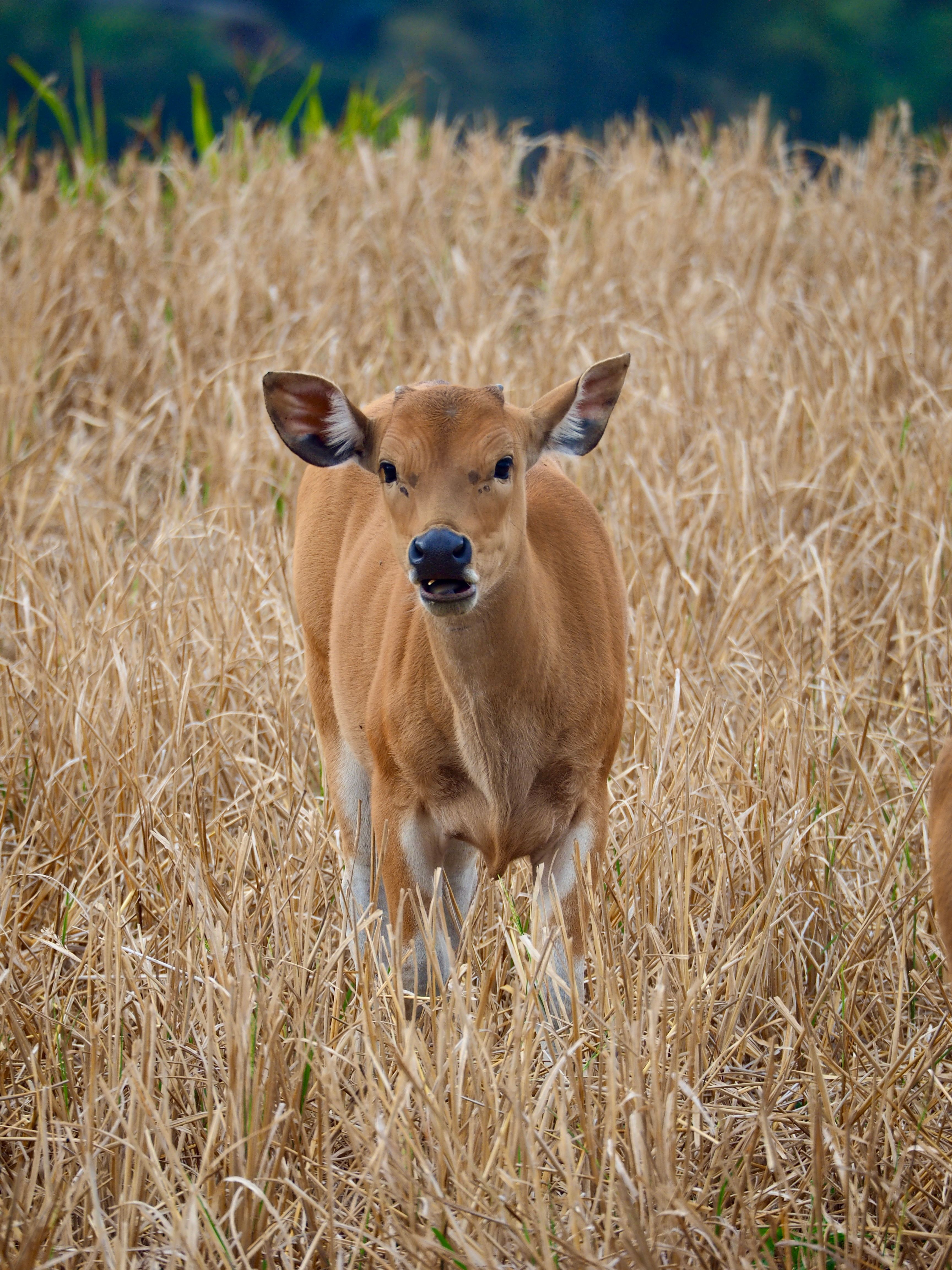 Banteng Photos, Download The BEST Free Banteng Stock Photos & HD Images
