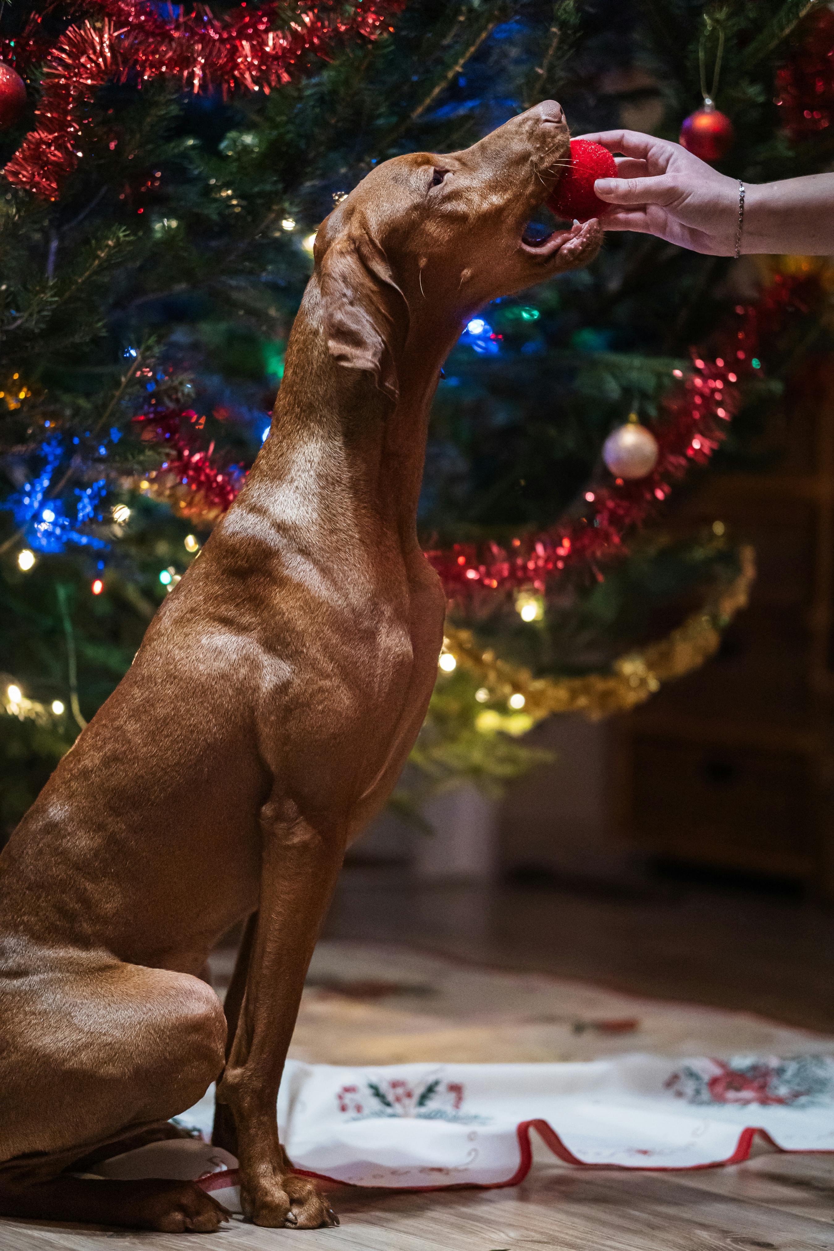 Haski Dog Photos, Download The BEST Free Haski Dog Stock Photos & HD Images