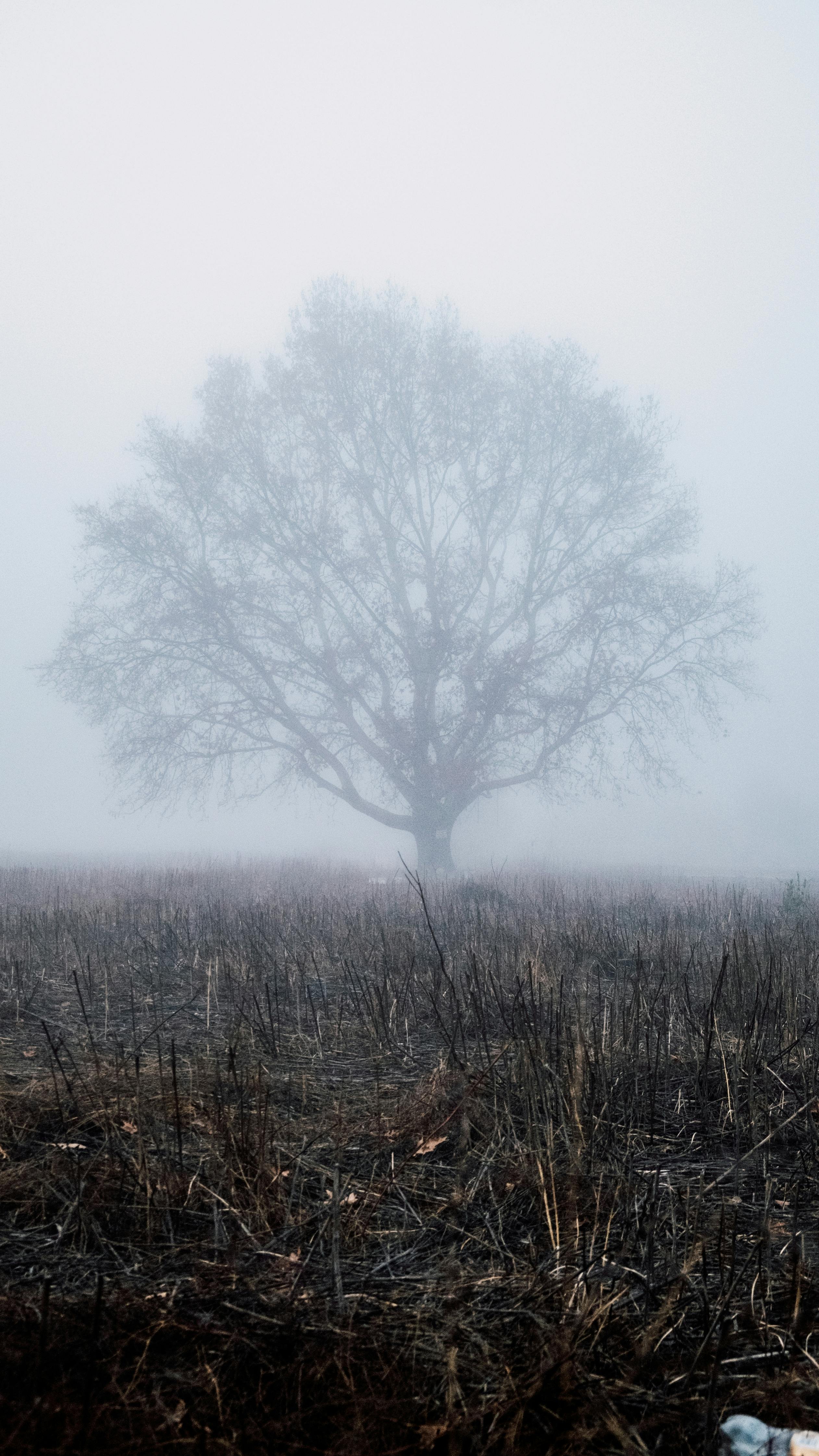 Fog over Tree on Grassland · Free Stock Photo