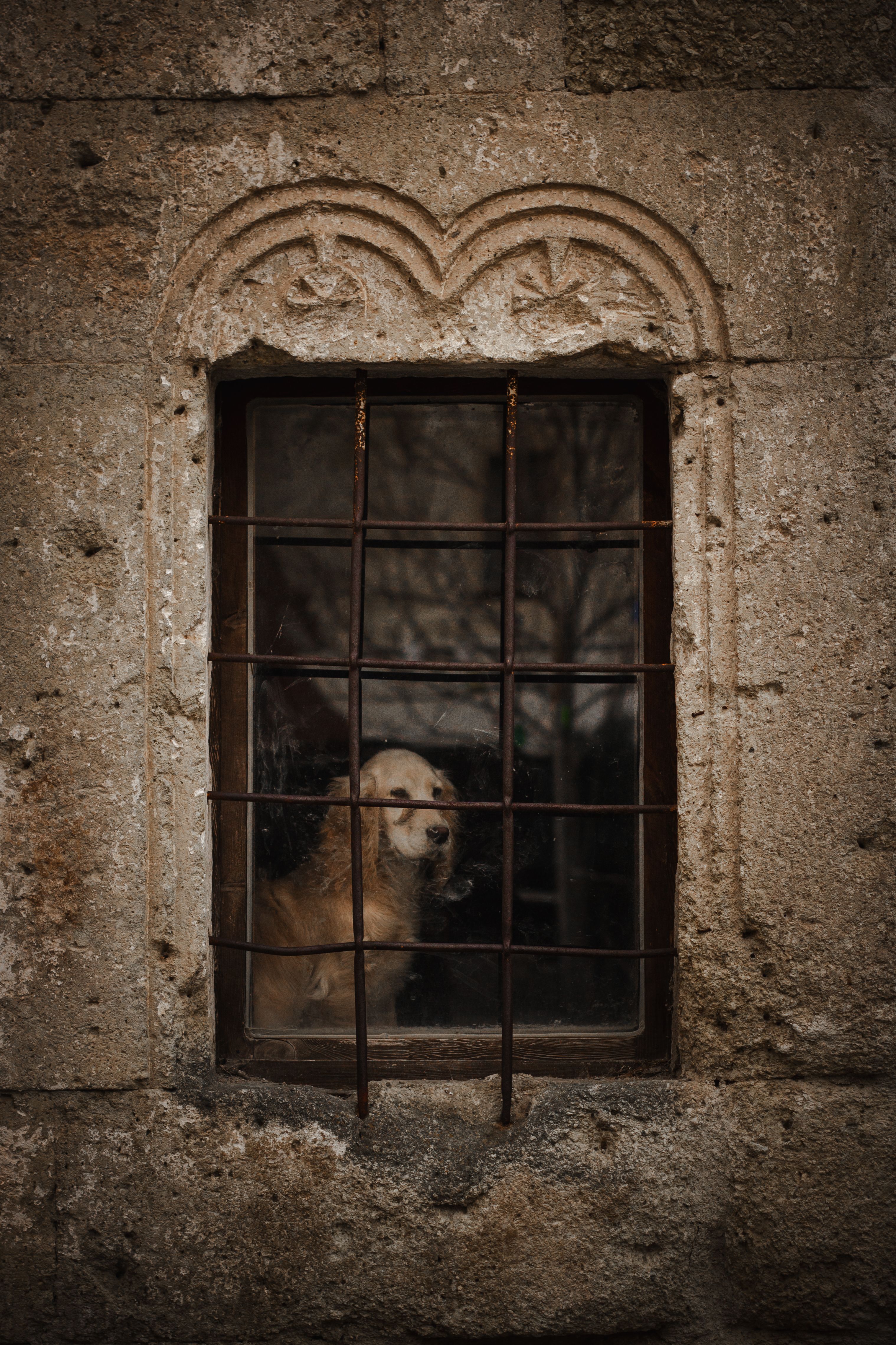 Dog behind Window with Bars · Free Stock Photo