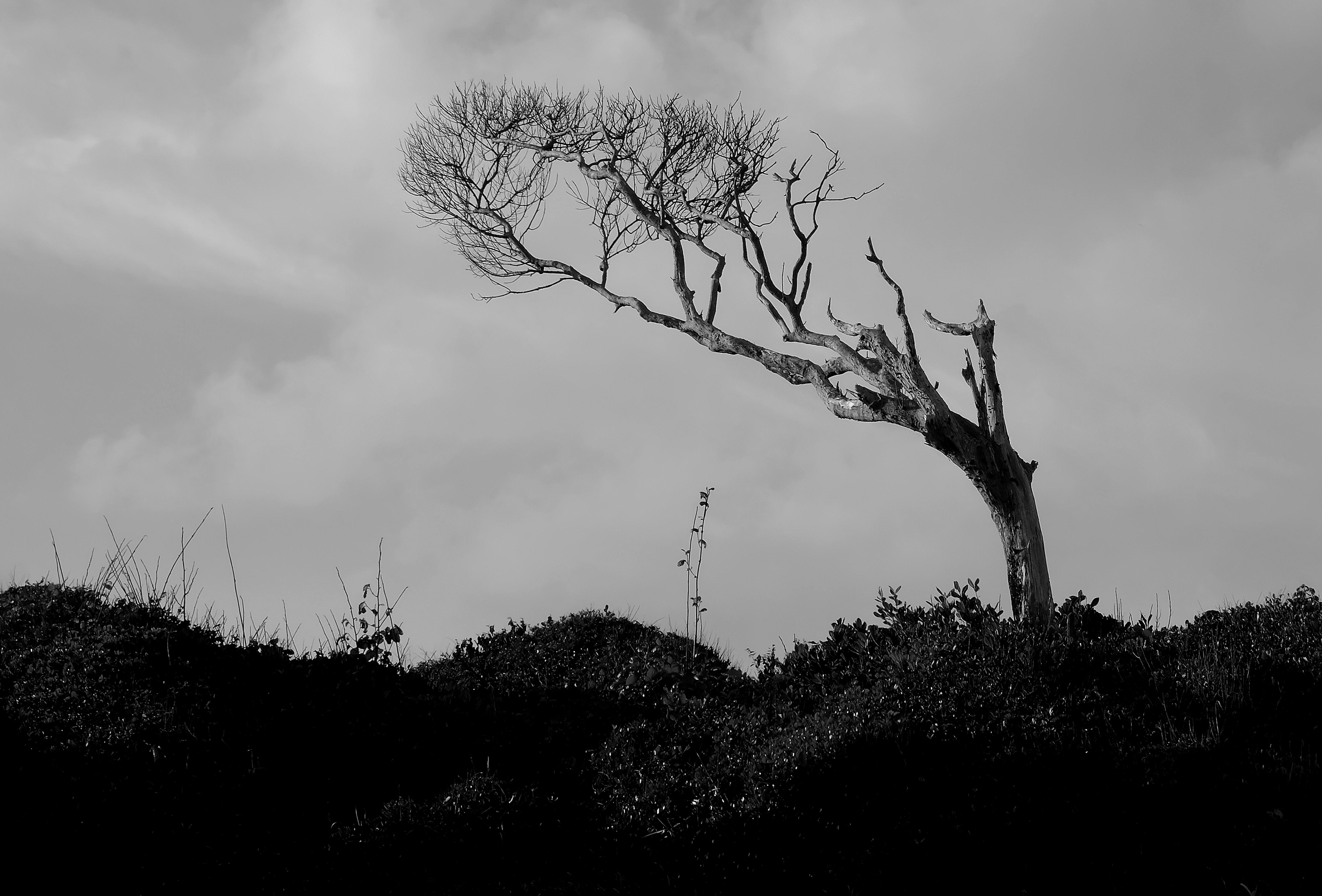 Bare, Withered Tree in Black and White · Free Stock Photo