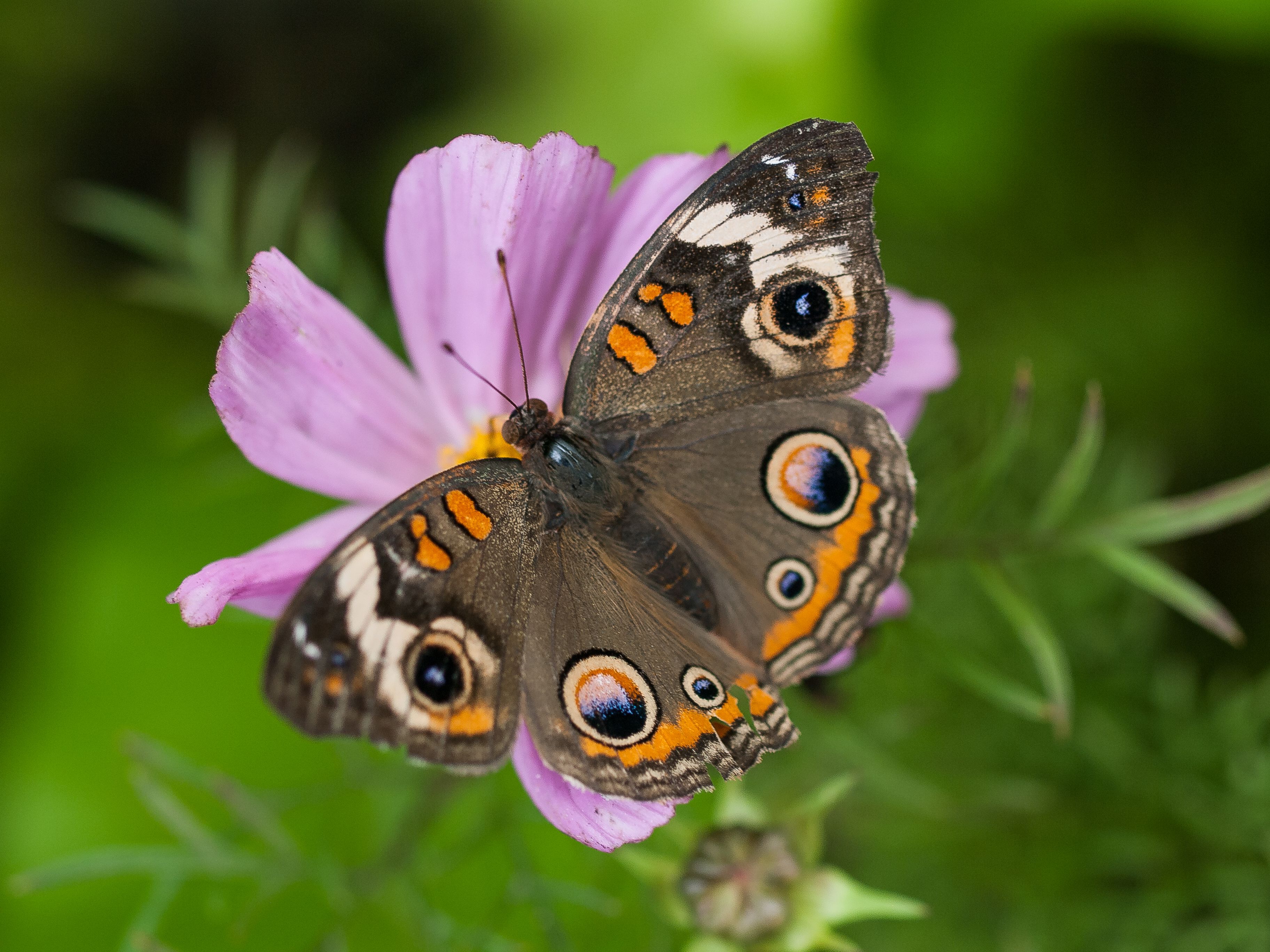 Butterfies Photos, Download The BEST Free Butterfies Stock Photos & HD ...