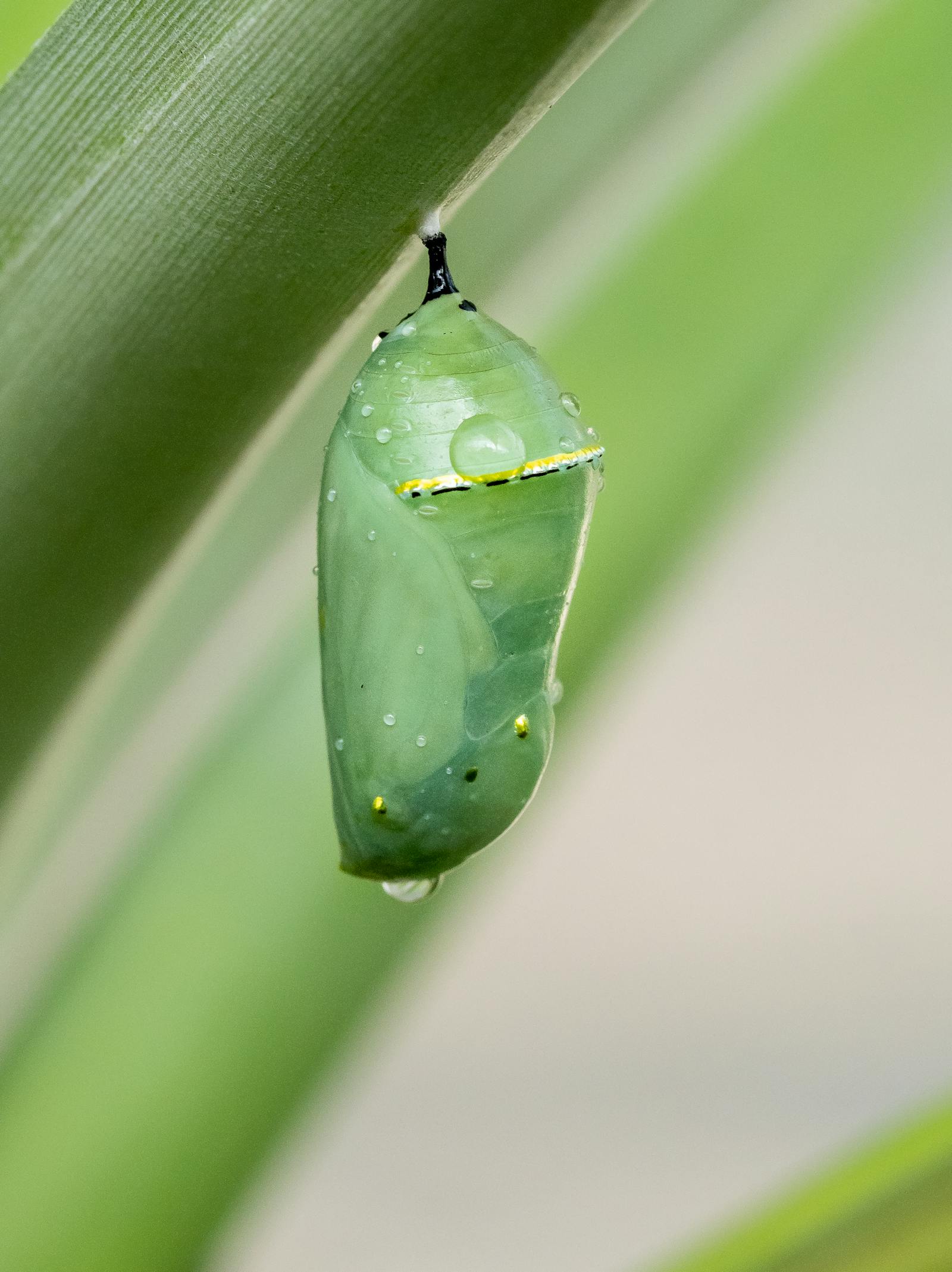 Chrysalis Photos, Download The BEST Free Chrysalis Stock Photos & HD Images