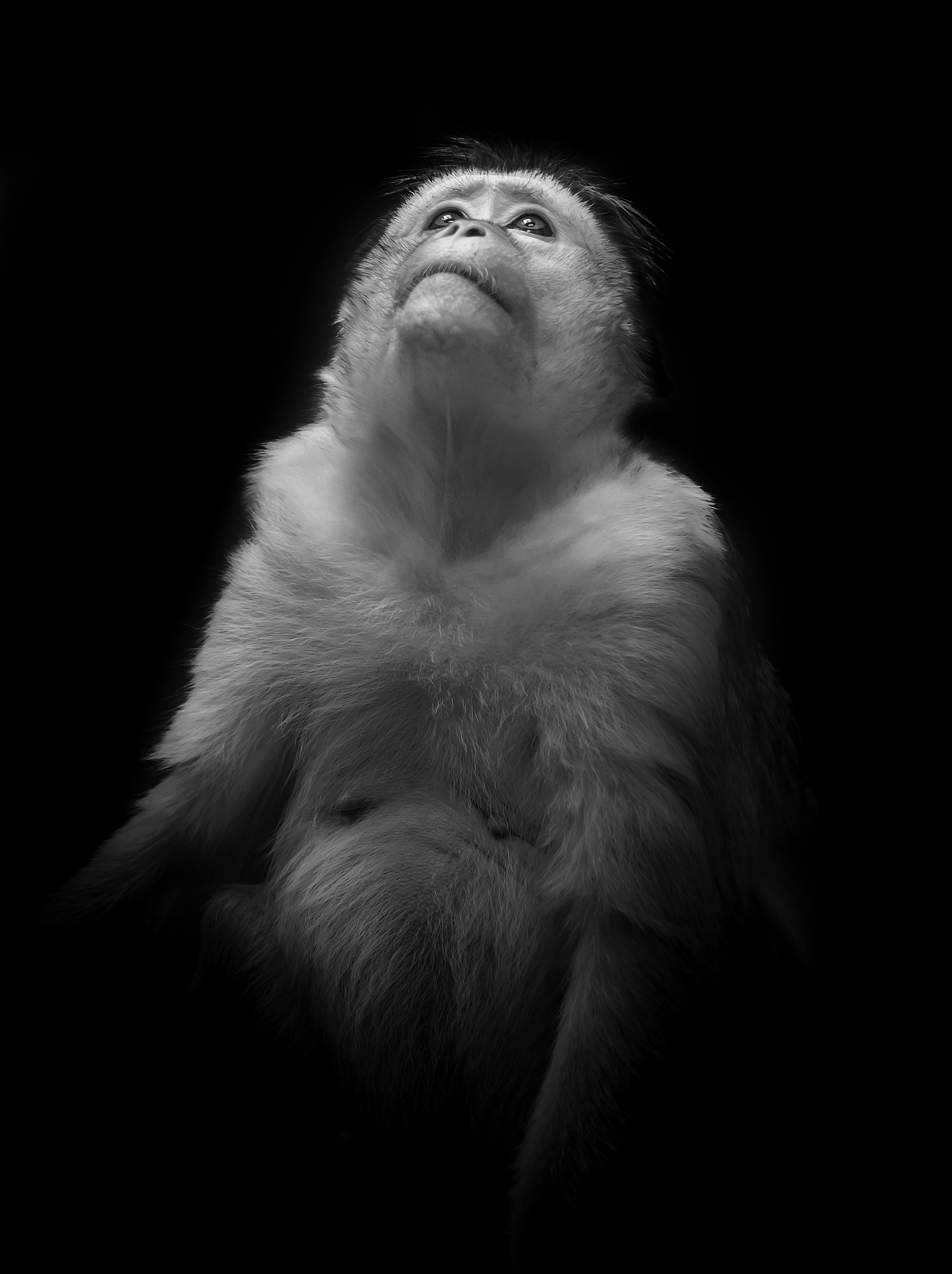 Monkey in Black and White · Free Stock Photo
