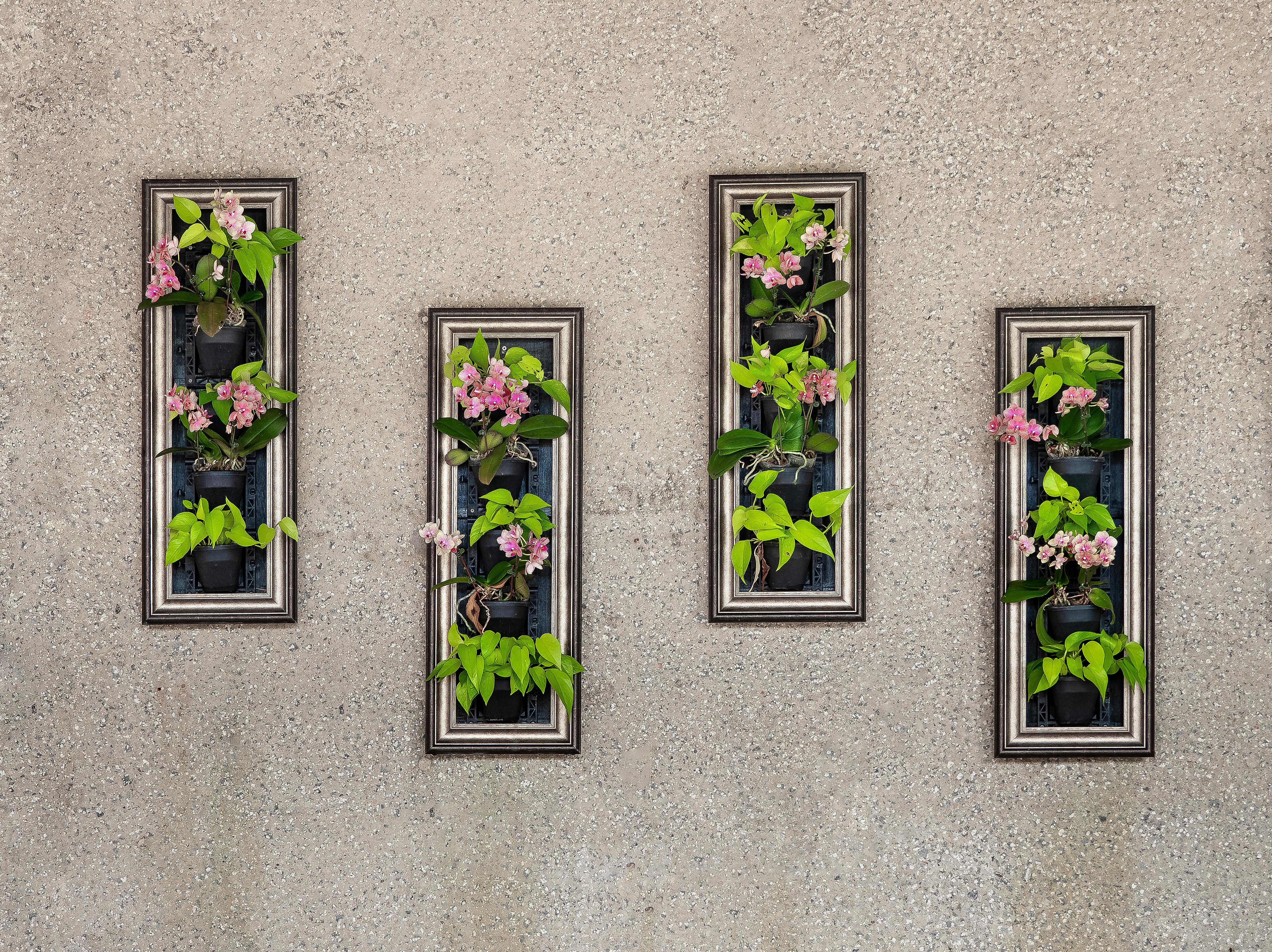 Potted Plants Decorating Wall · Free Stock Photo