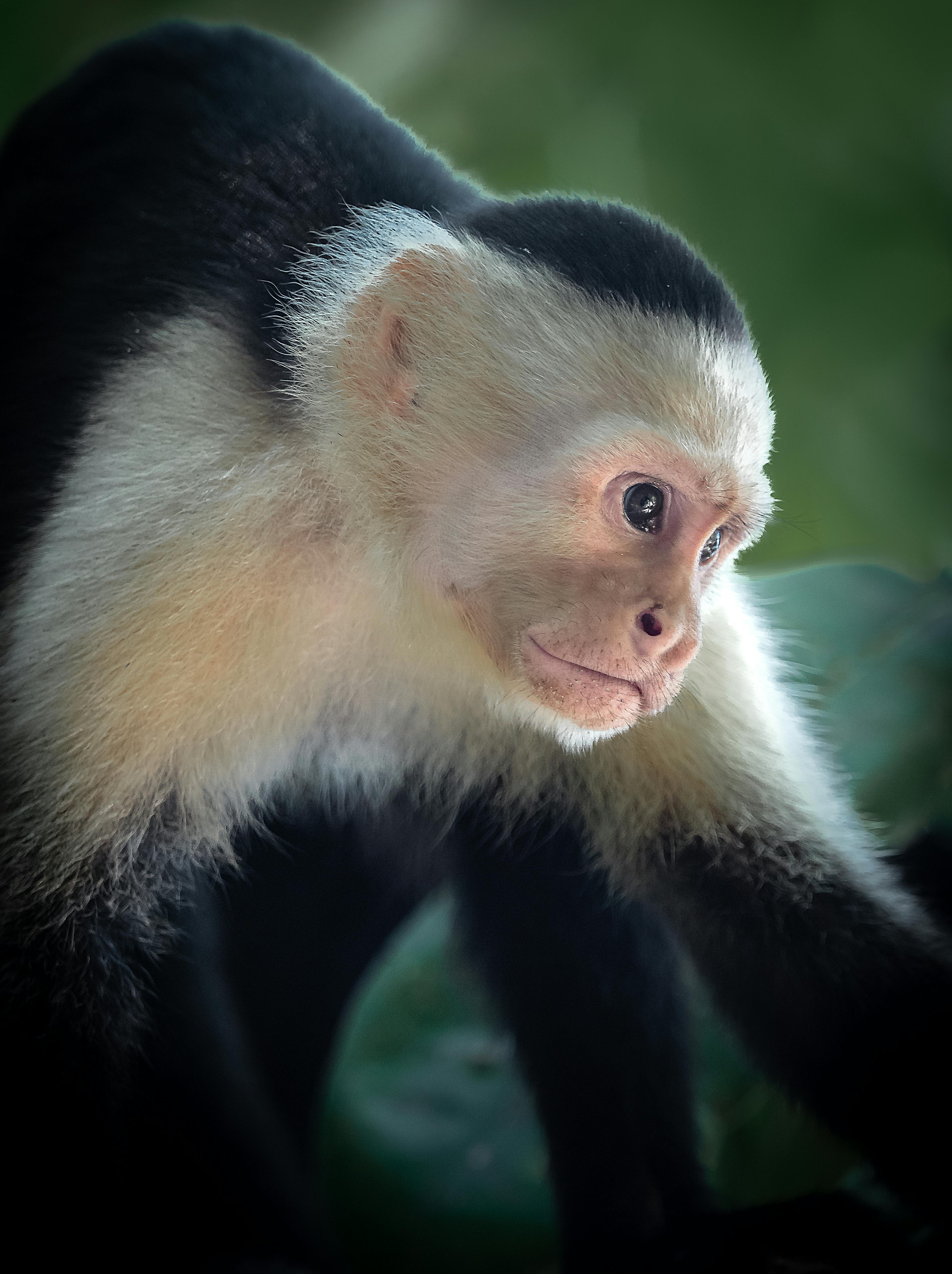 Capuchin Photos, Download The BEST Free Capuchin Stock Photos & HD Images