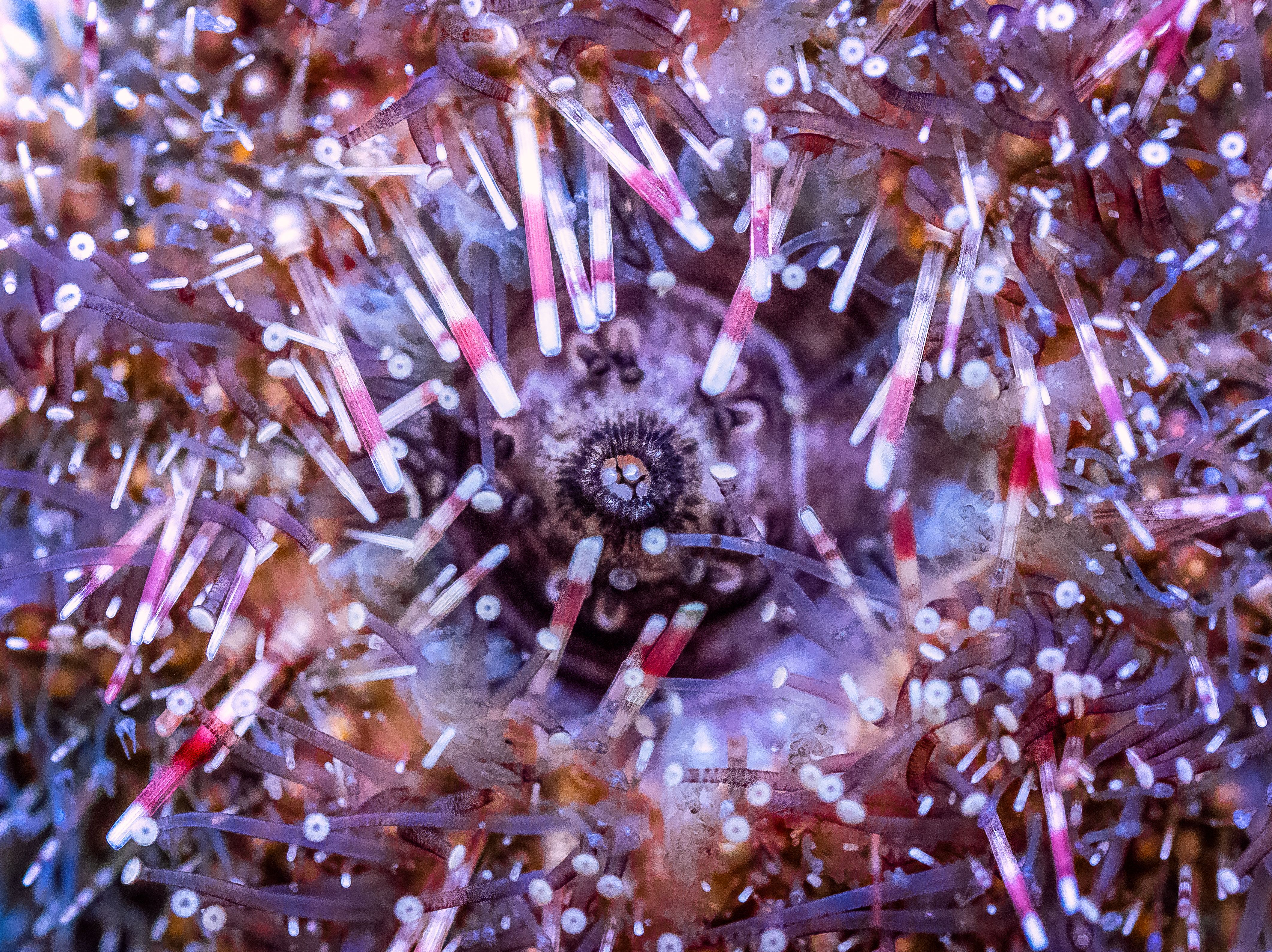 Tropical Tuxedo Urchin · Free Stock Photo