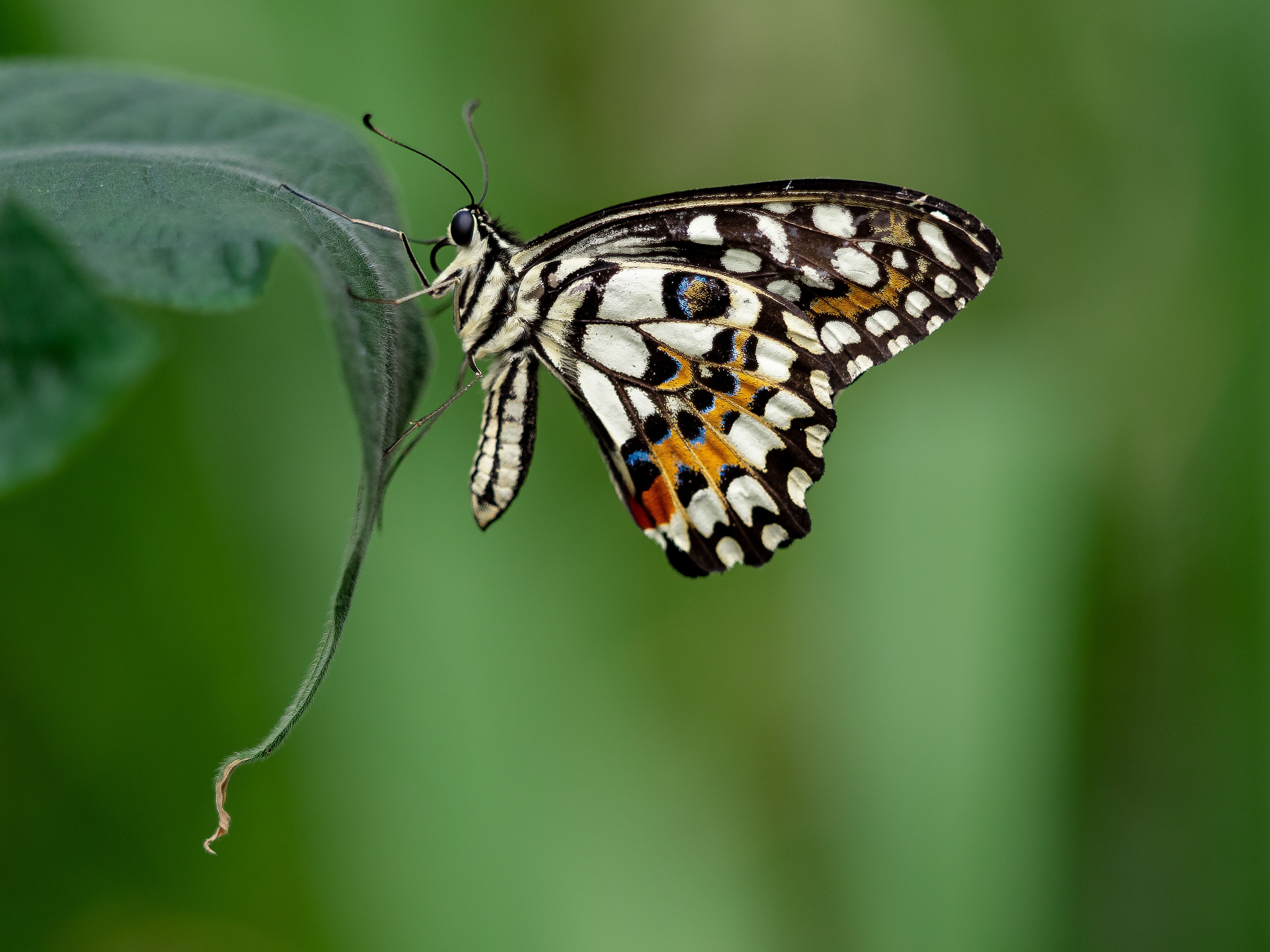 Common Lime Swallowtail · Free Stock Photo
