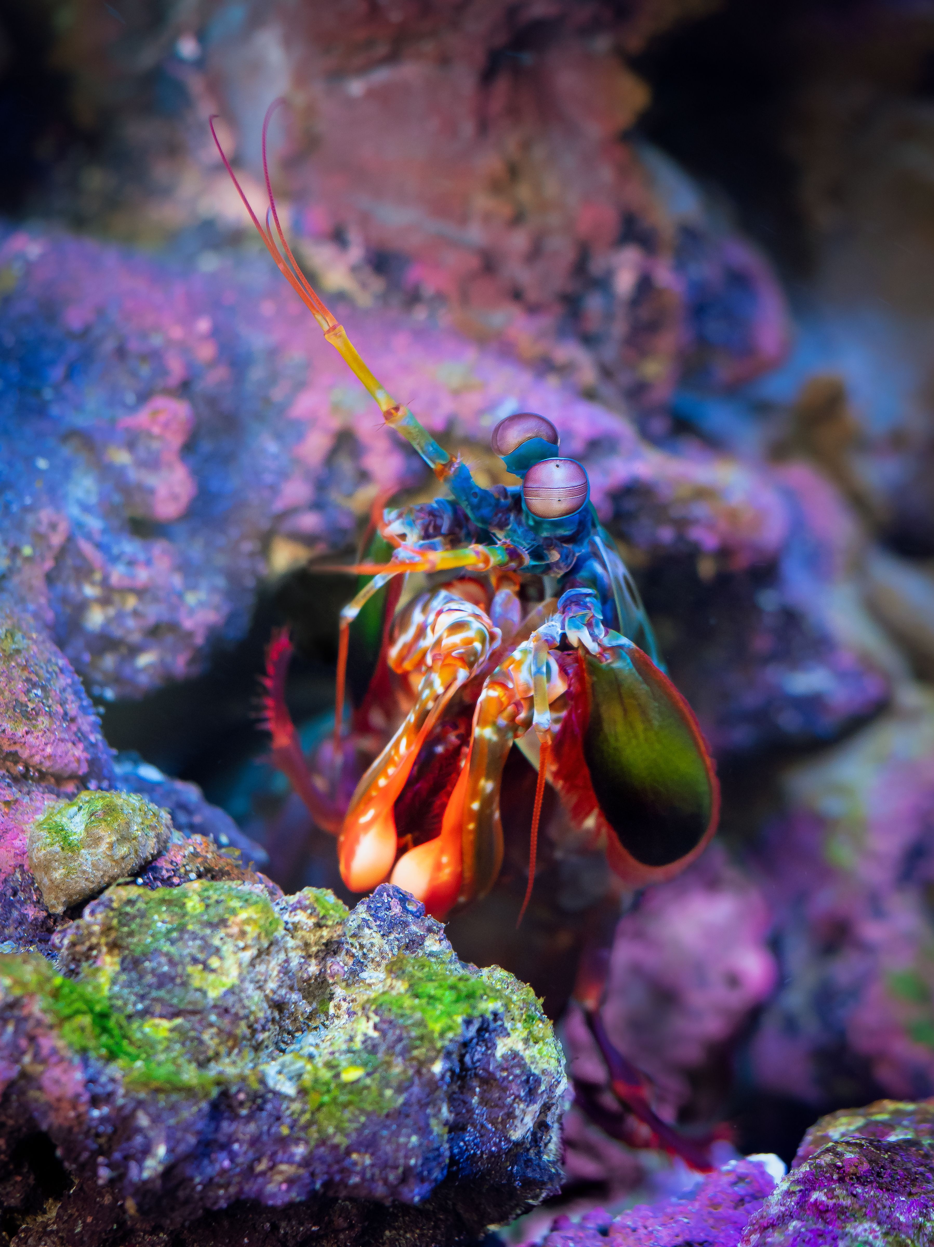 Foto de stock gratuita sobre bajo el agua, camarón mantis pavo real ...