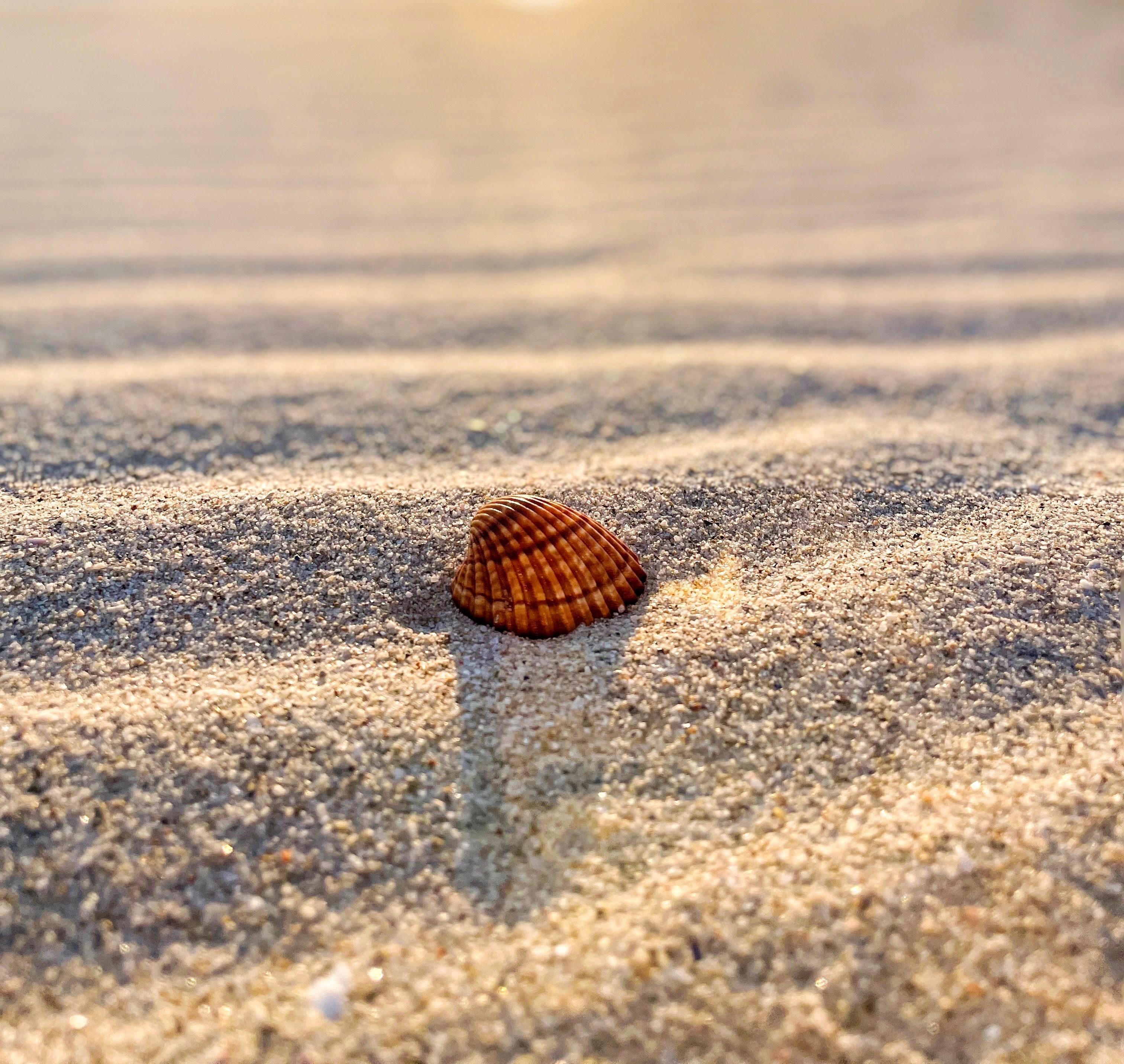 Close-up of Seashell on Sand Seashore · Free Stock Photo