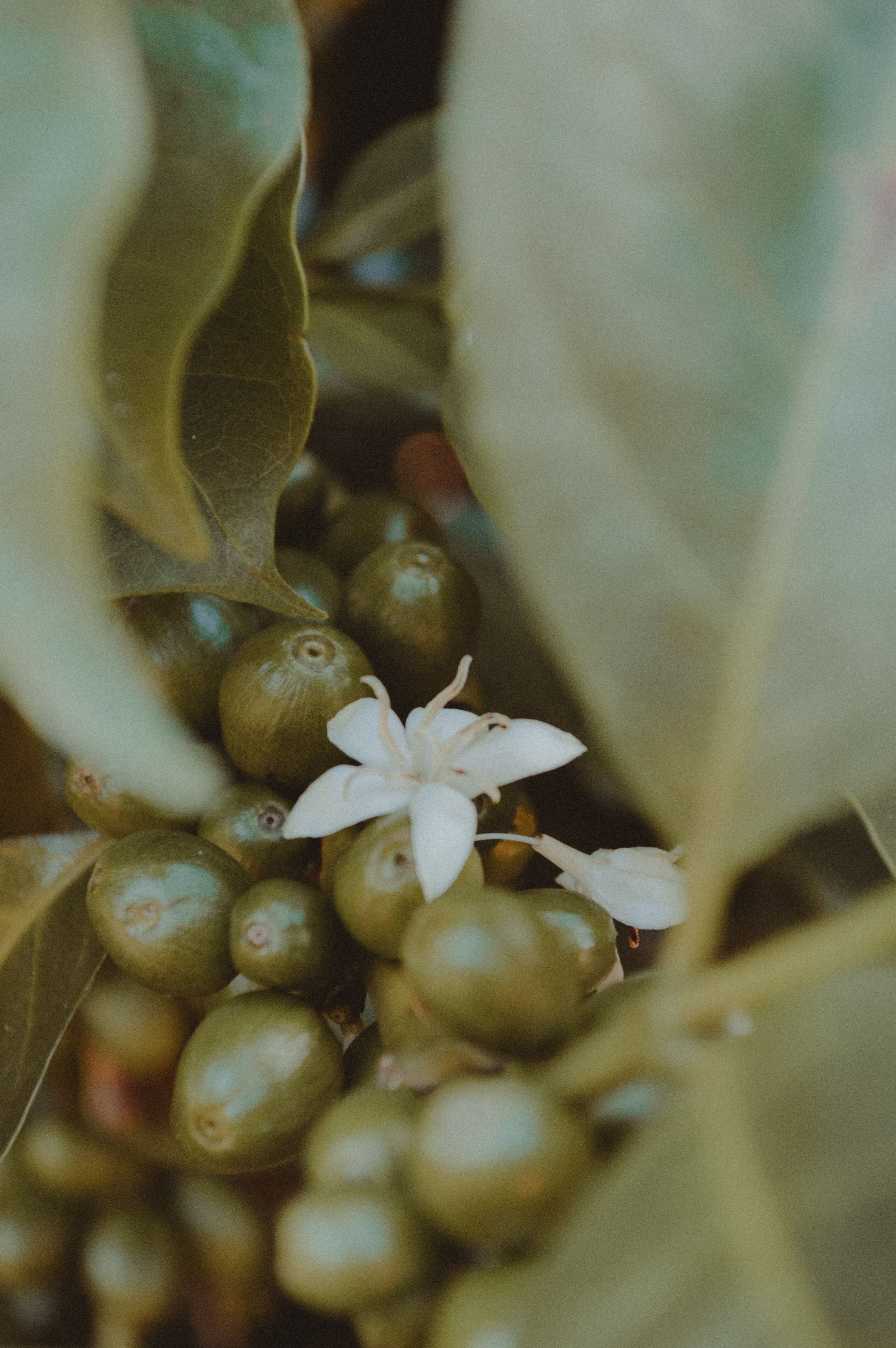 Blooming Flower on Coffee Plant · Free Stock Photo