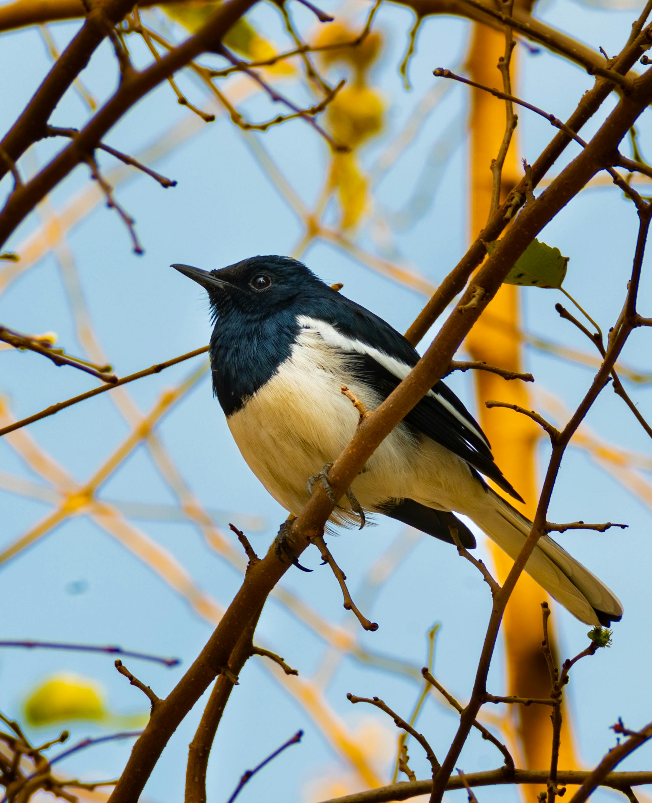 Bird Sitting on Tree Branch · Free Stock Photo