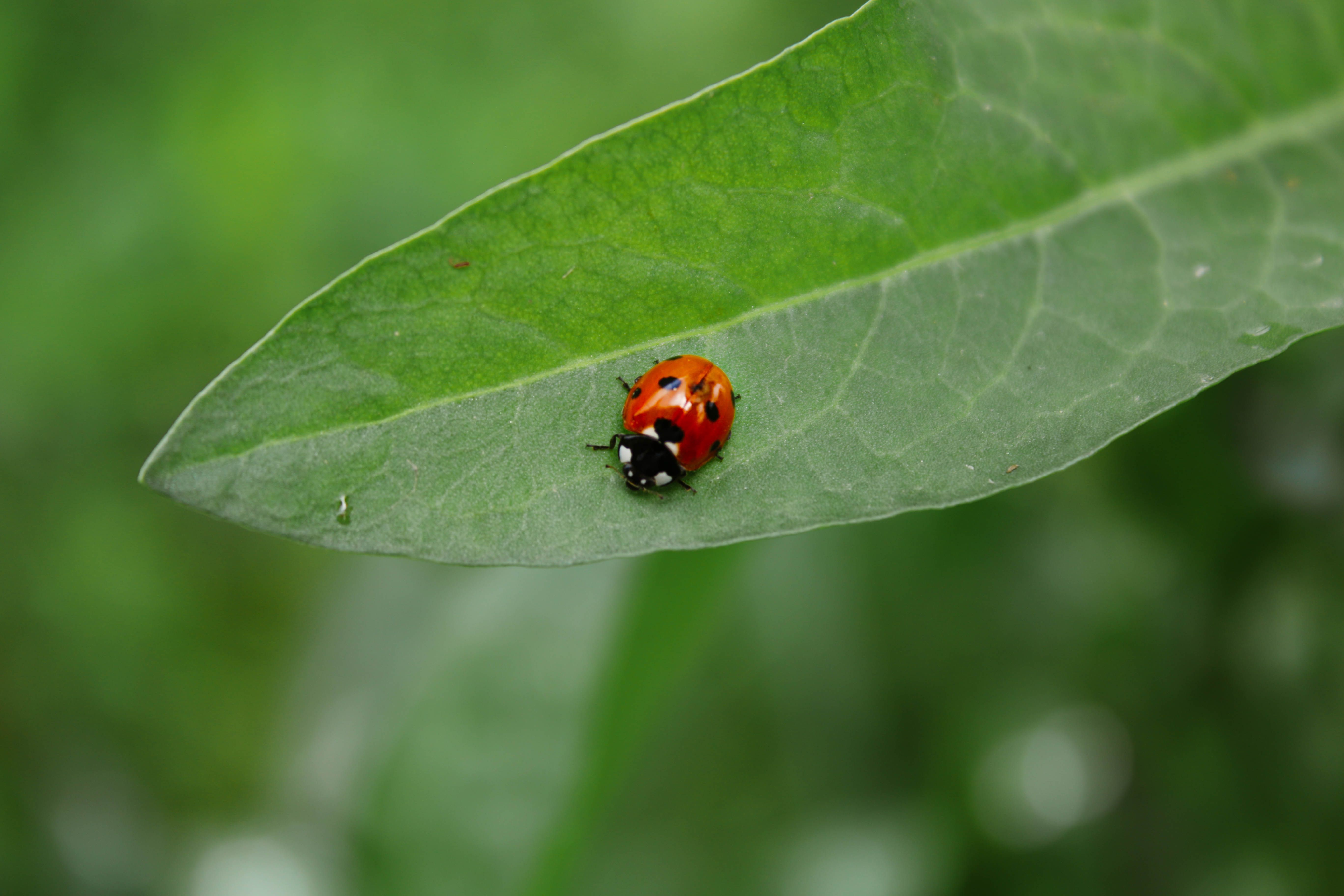 Ladybug Images Photos, Download The BEST Free Ladybug Images Stock ...
