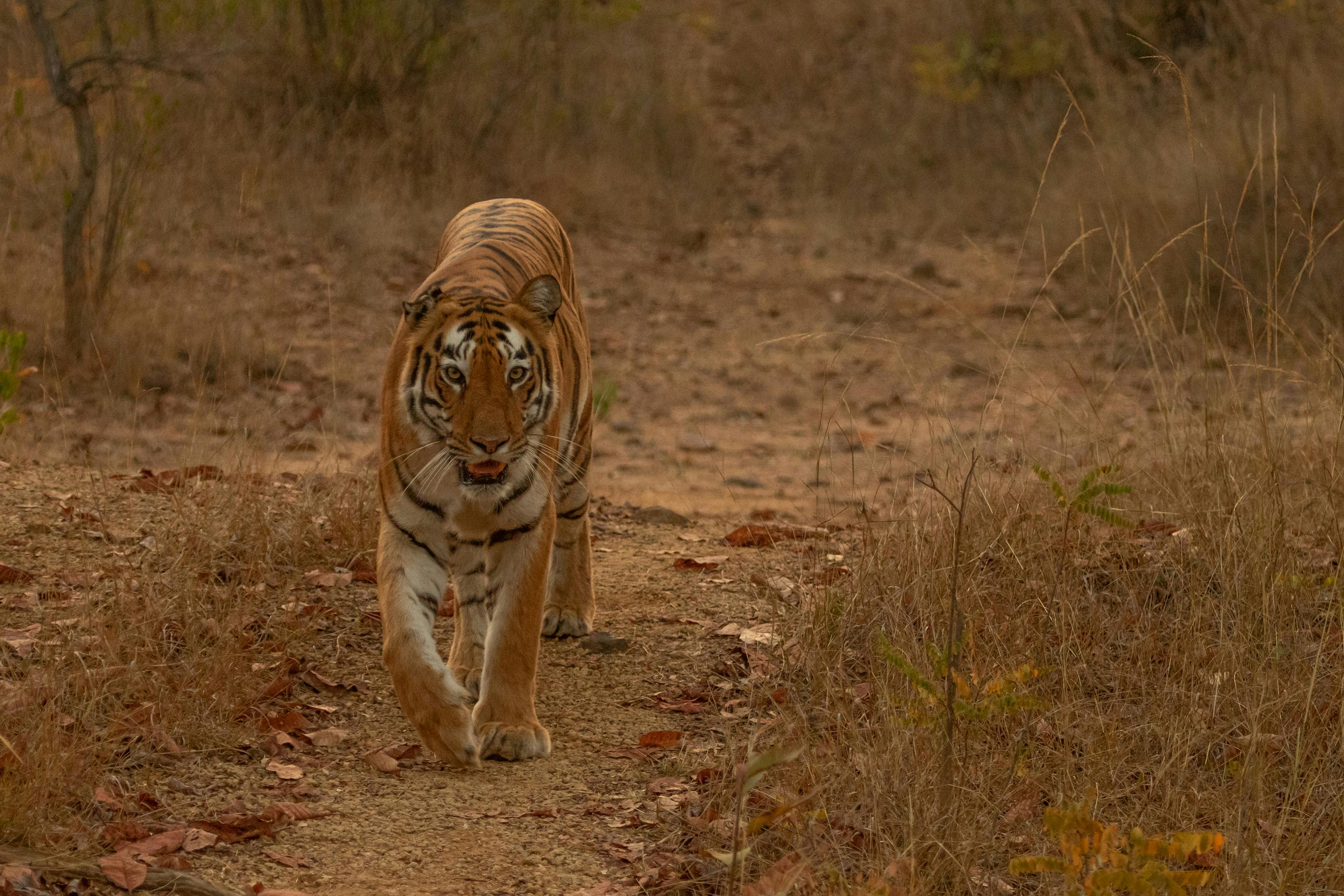 Tiger Walking on Path in Wild Landscape · Free Stock Photo