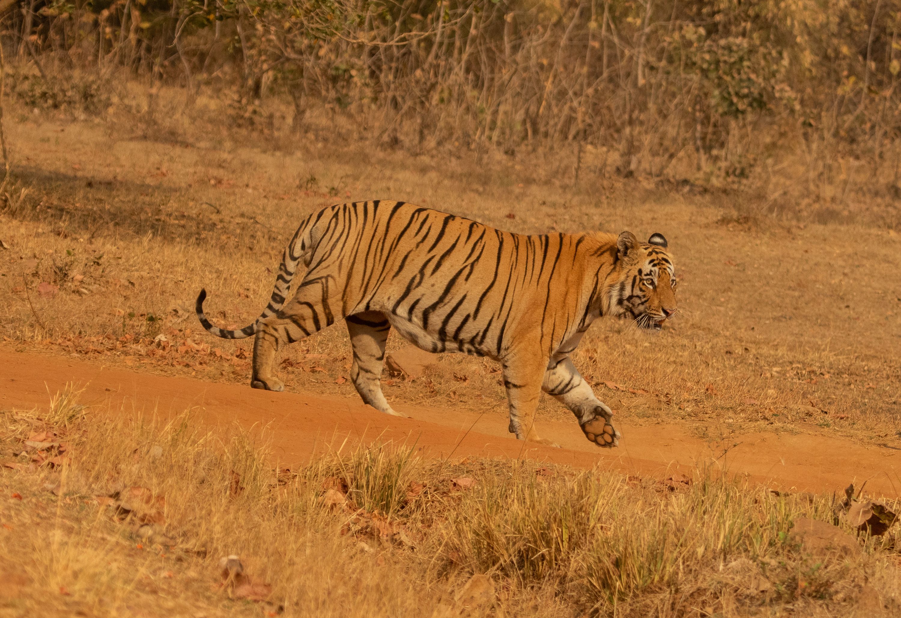 Tiger in Nature · Free Stock Photo