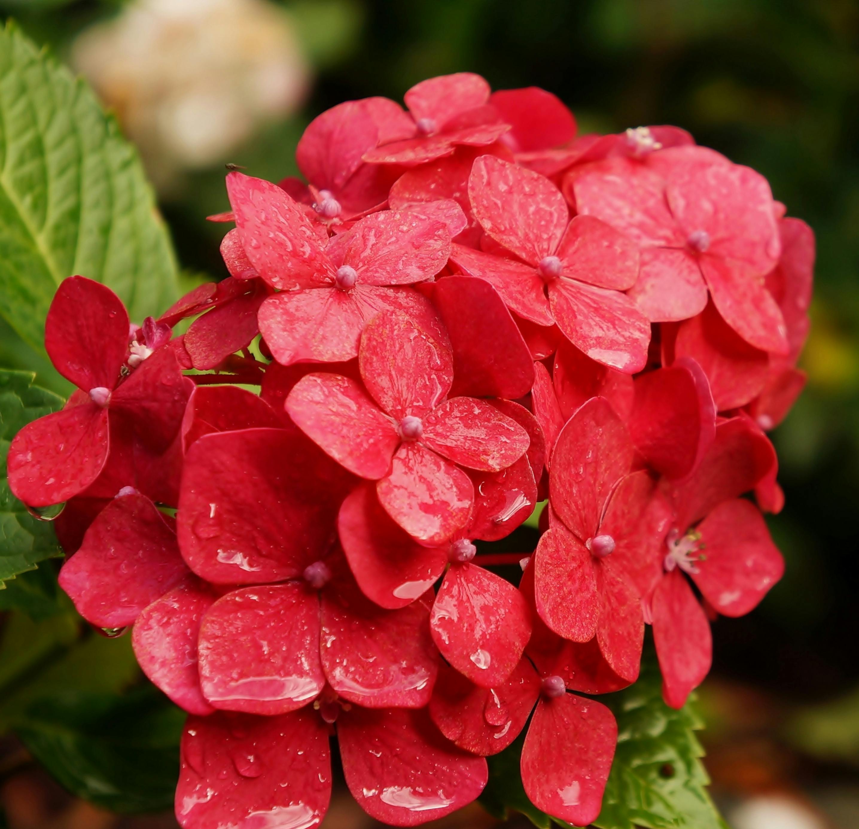 Close Up of an Hydrangea · Free Stock Photo