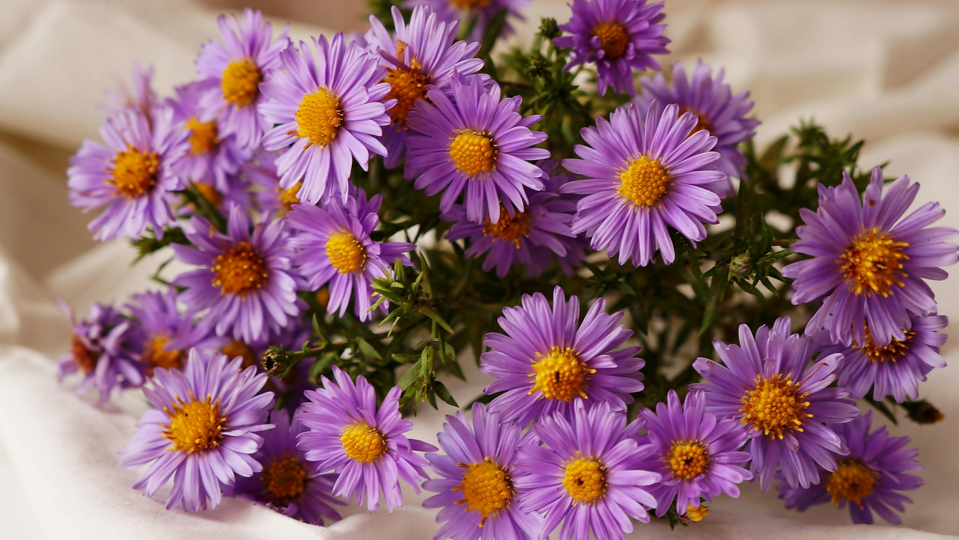 Beautiful Screensaver Photos, Download The BEST Free Beautiful ...