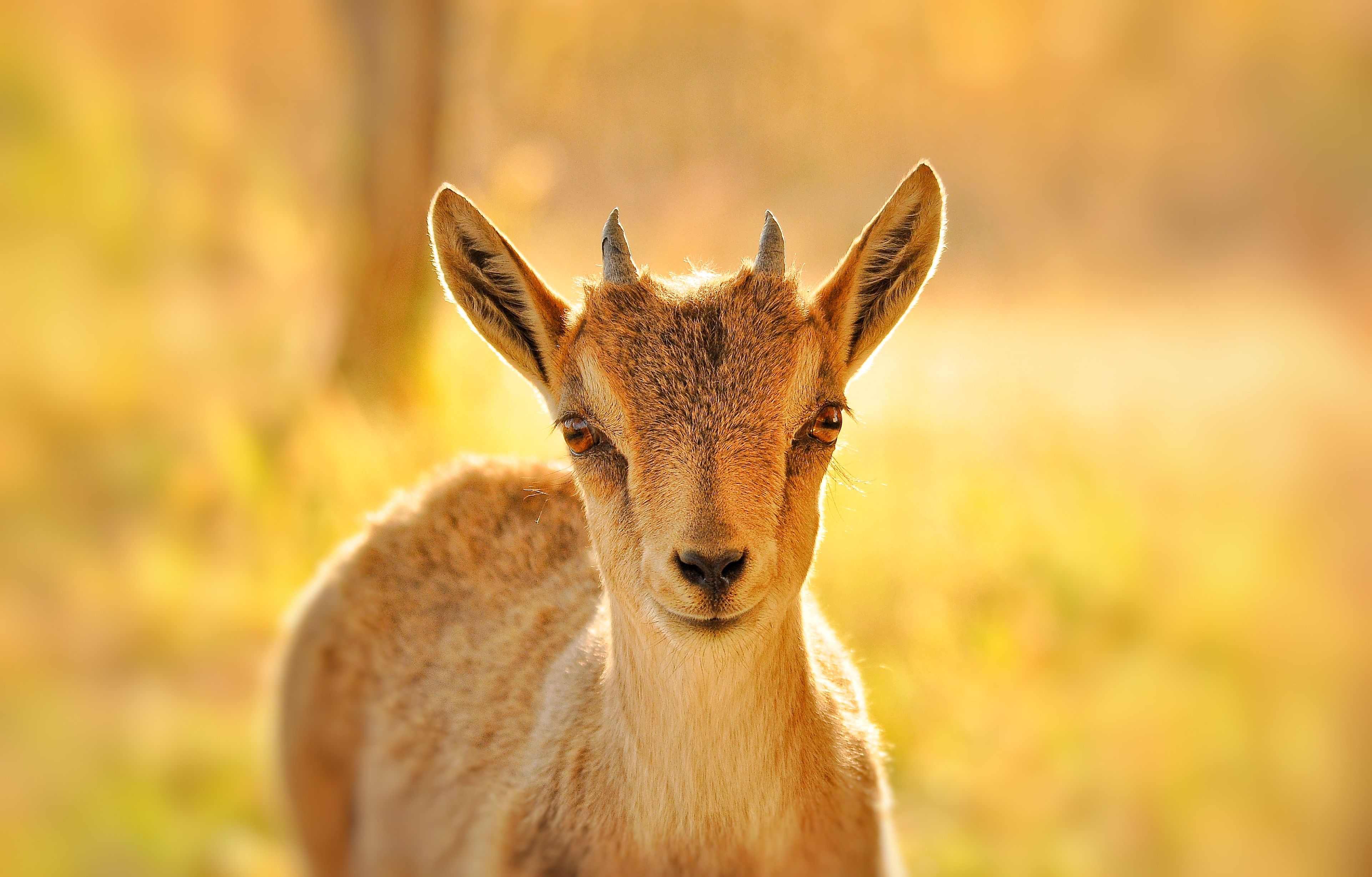 Portrait of Antelope Calf · Free Stock Photo
