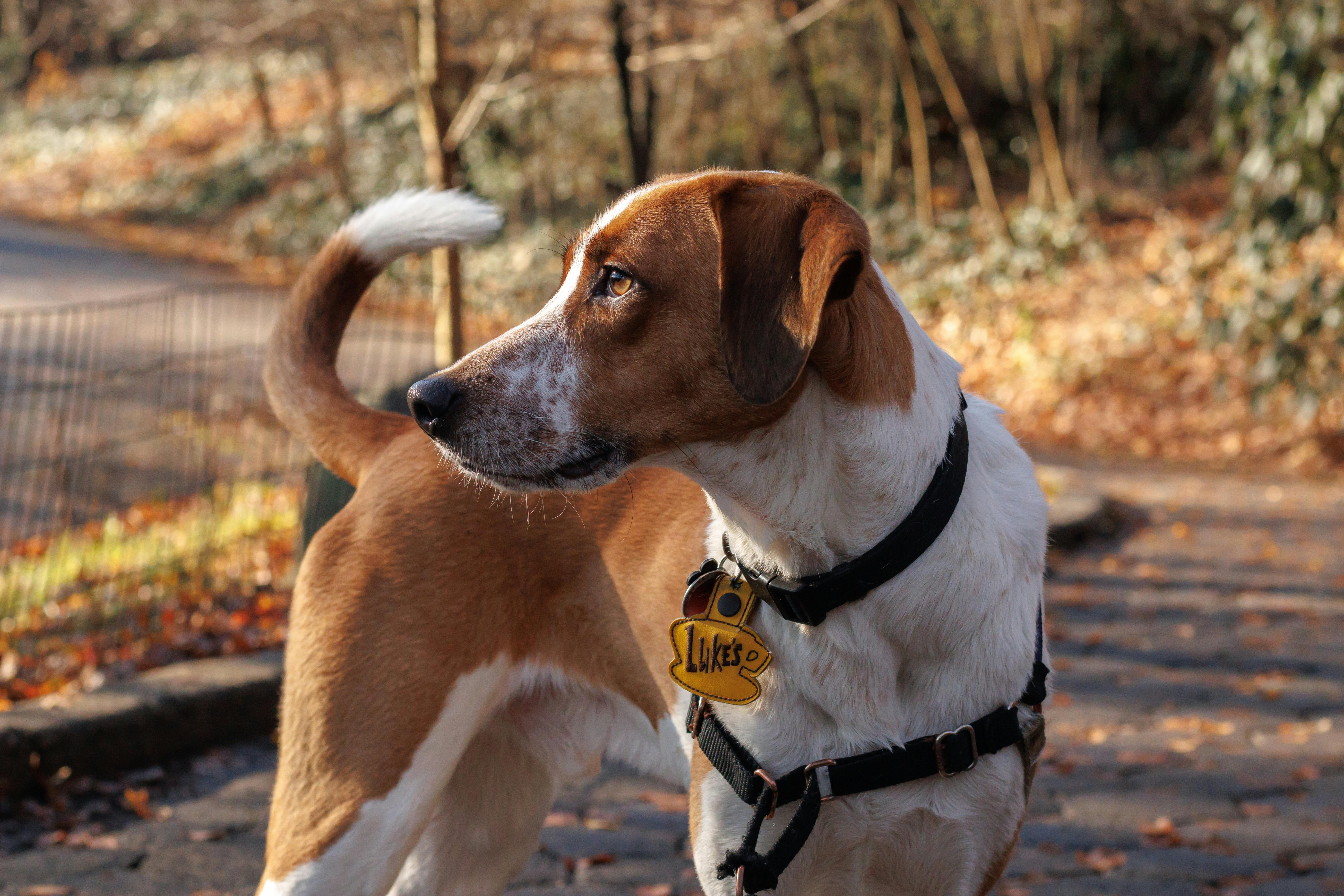 A Dog Standing on a Path in a Park in Autumn · Free Stock Photo